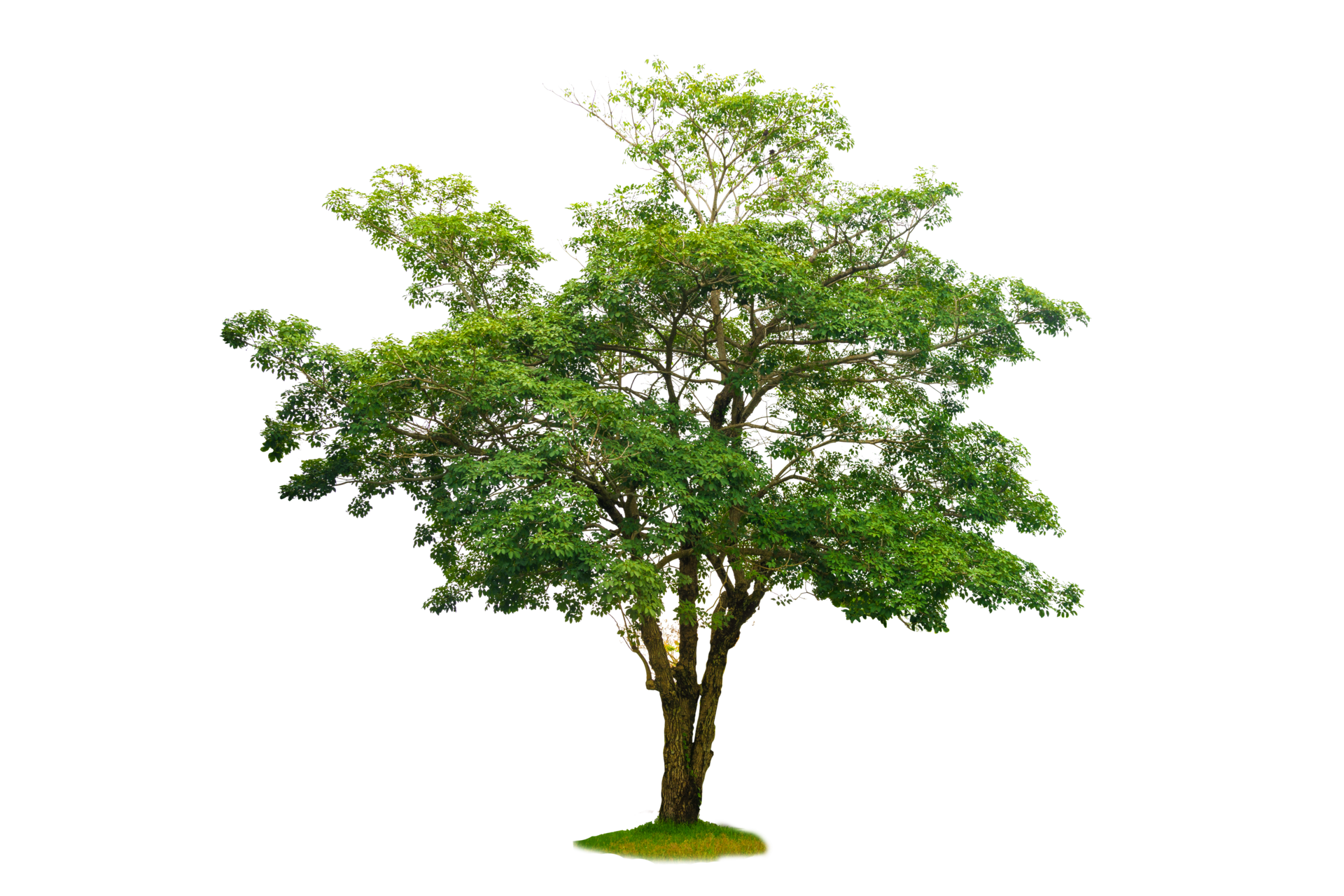 árboles aislados en archivo png de fondo transparente 12933269 PNG