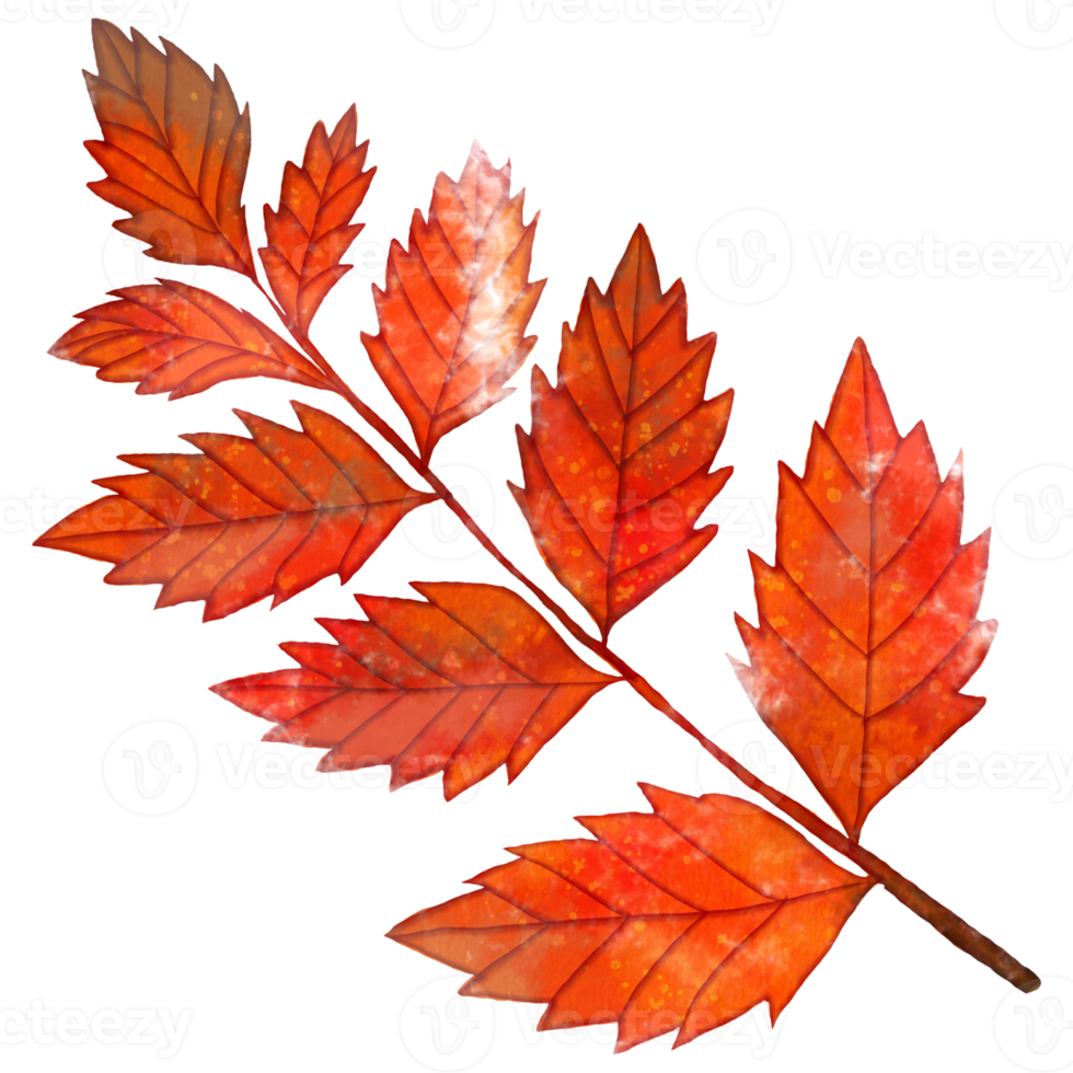 Watercolor Autumn Leaf 12959359 PNG