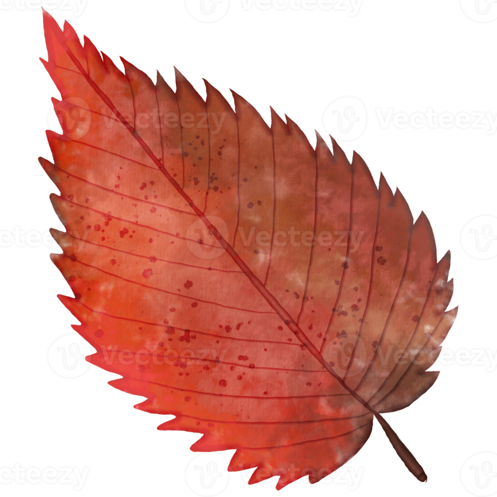 Watercolor Autumn Leaf 12959362 PNG