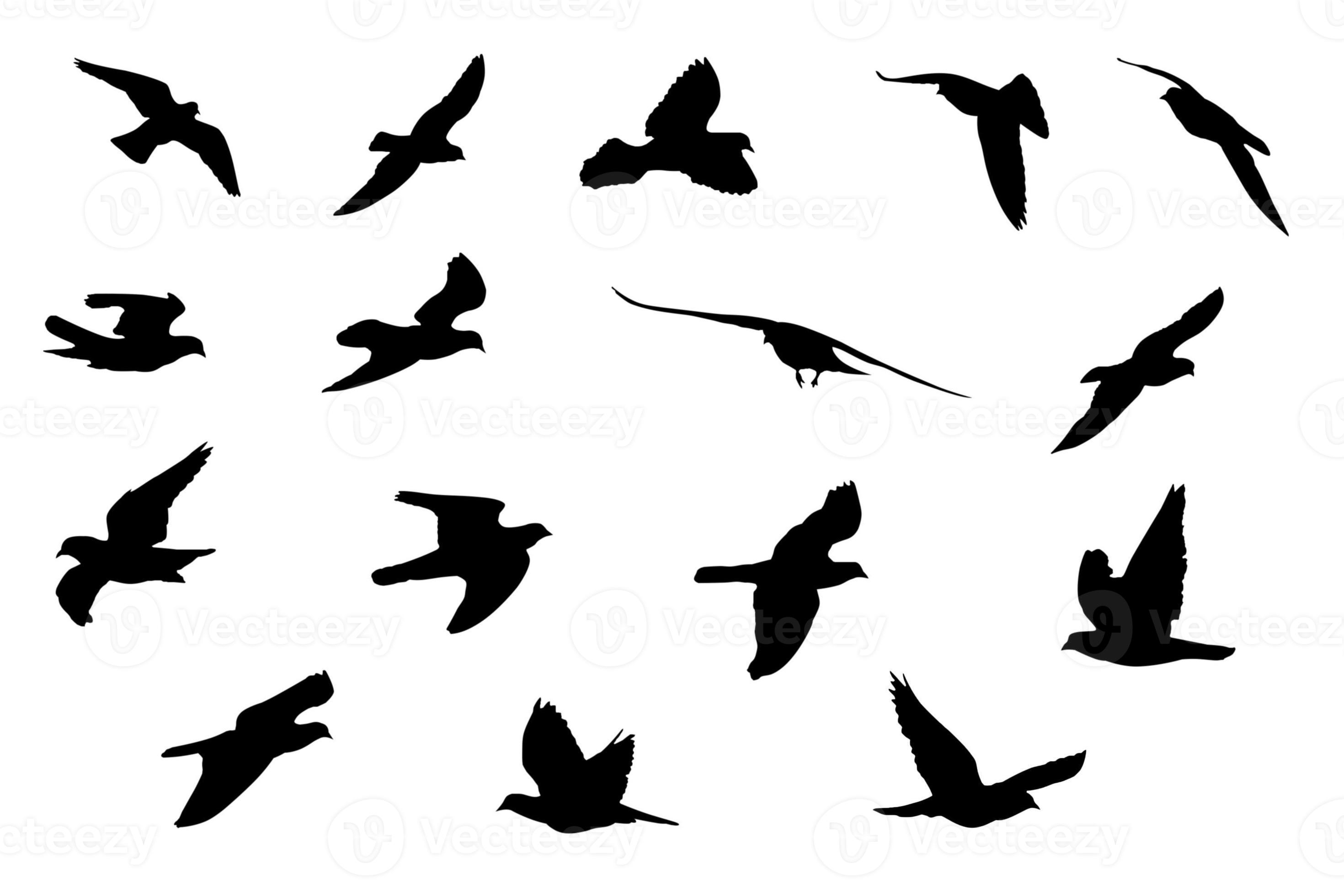 bird flying isolated on white background 12972315 Stock Photo at Vecteezy