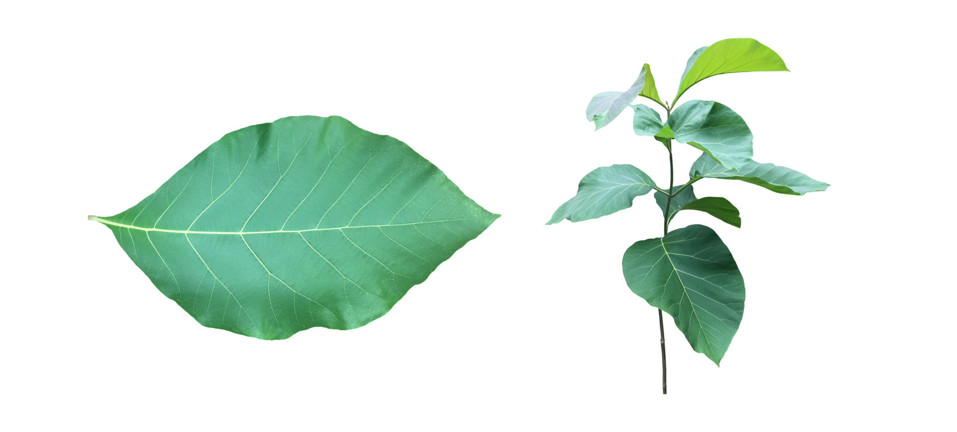 Free hoja de teca aislada o hoja de tectona grandis con caminos de ... Free hoja de teca aislada o hoja de tectona grandis con caminos de ...