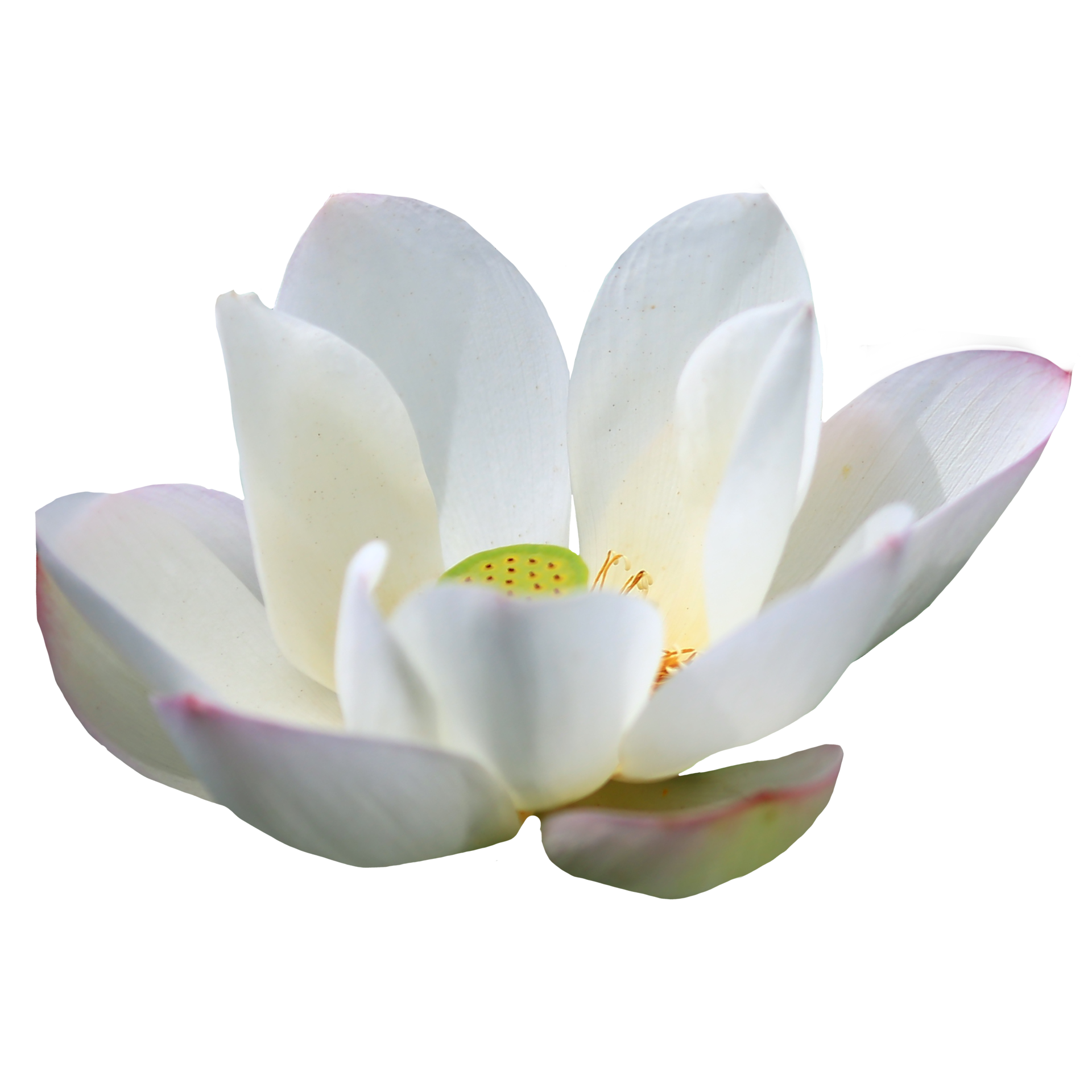 Beautiful Lotus Flower PNG Transparent 12996217 PNG Beautiful Lotus Flower PNG Transparent 12996217 PNG