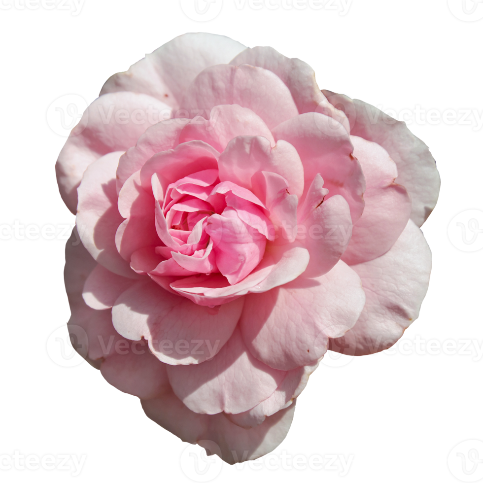 Beautiful Soft Pink Rose Flower 12996222 Png