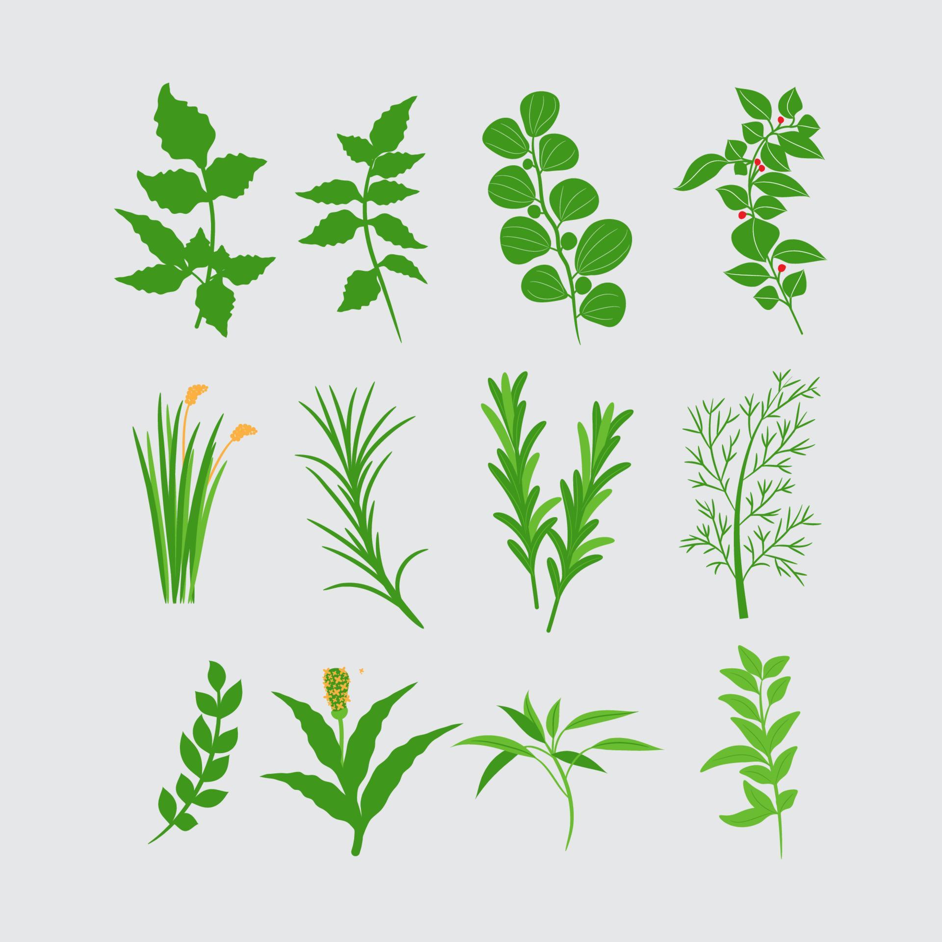 Herbal health green plant vector collection 13002174 Vector Art at Vecteezy