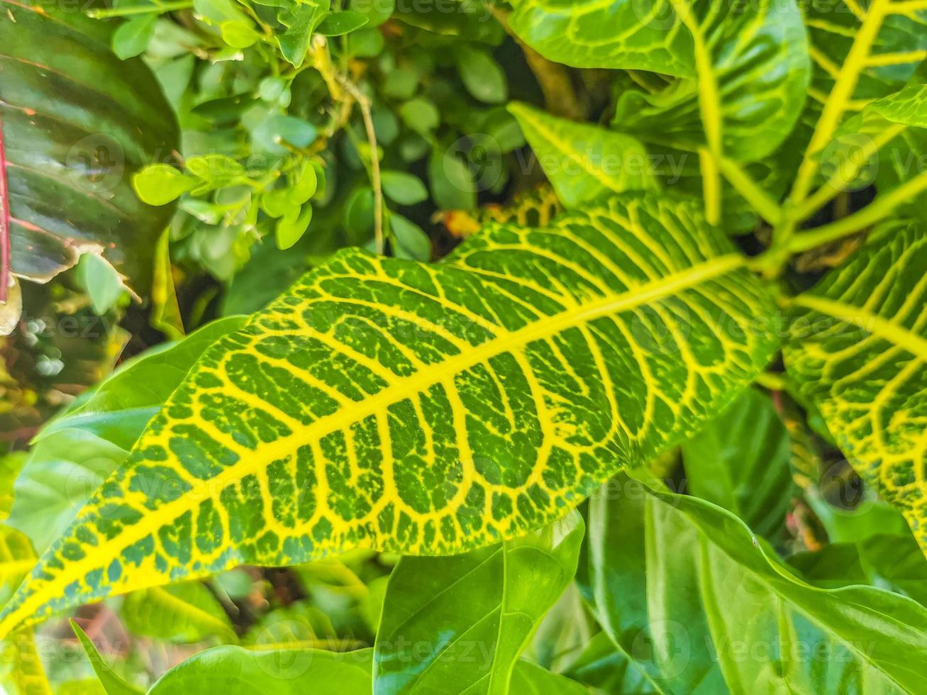plantas tropicales verdes y amarillas, flores y árboles en méxico ...