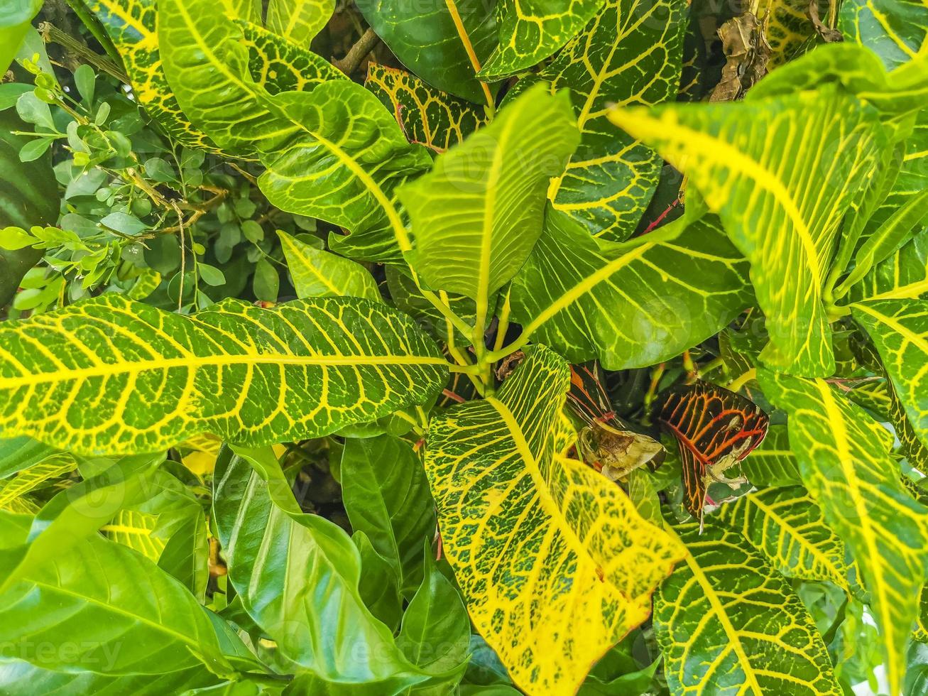 plantas tropicales verdes y amarillas, flores y árboles en méxico ...
