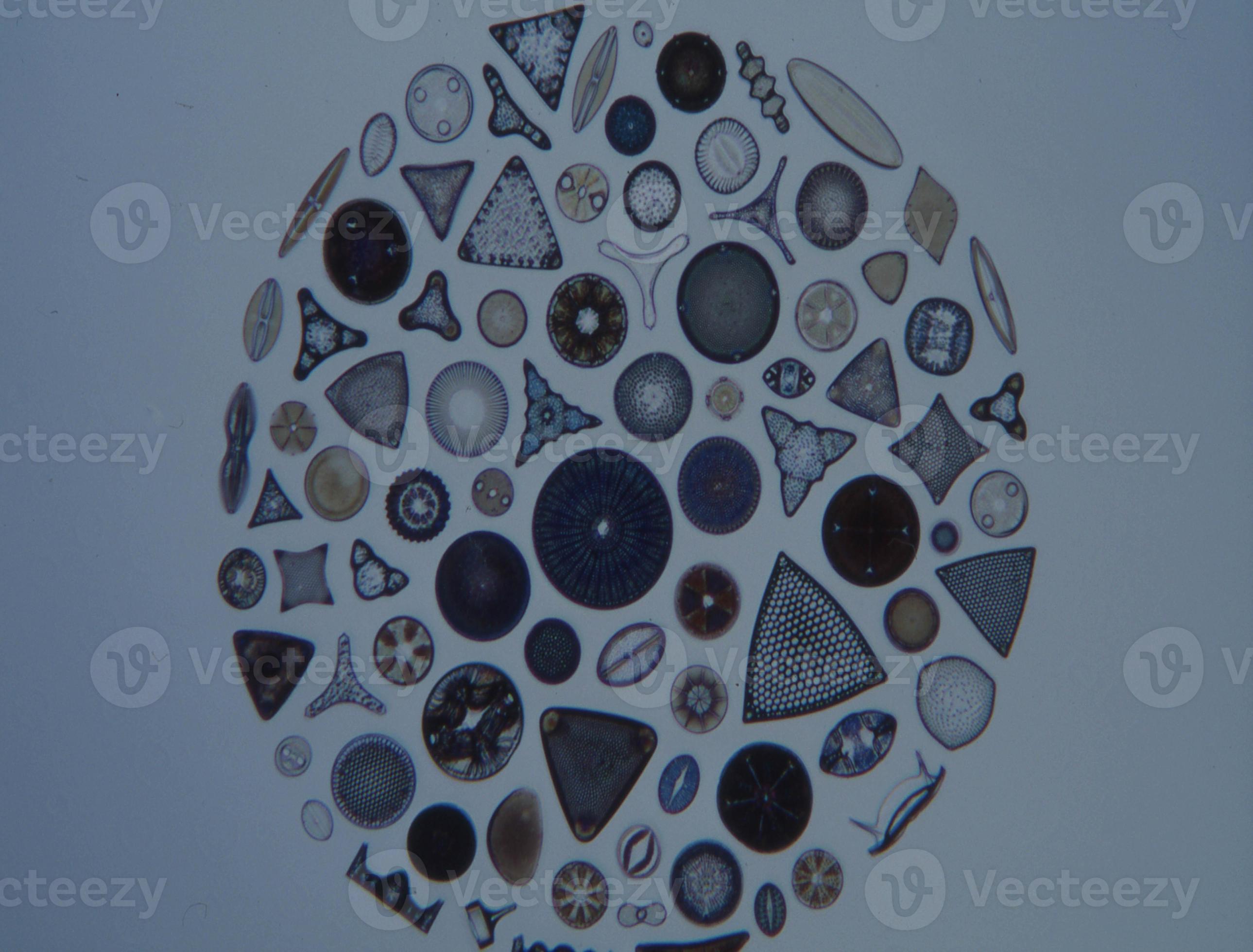 Diatoms Under Microscope 100x