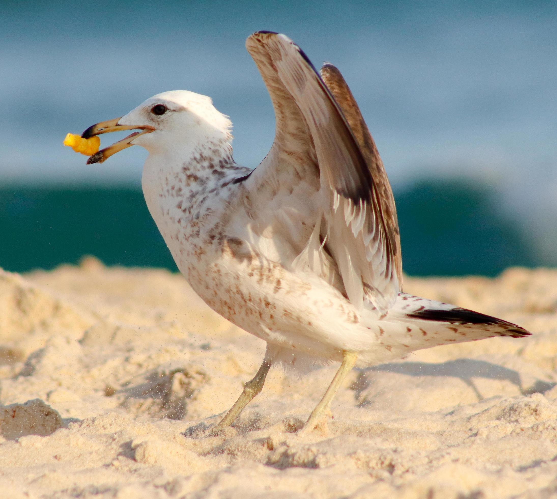 Rio de Janeiro, RJ, Brazil, 2022 - Seagulls on Grumari Beach, one of the wildest beaches in Rio ...