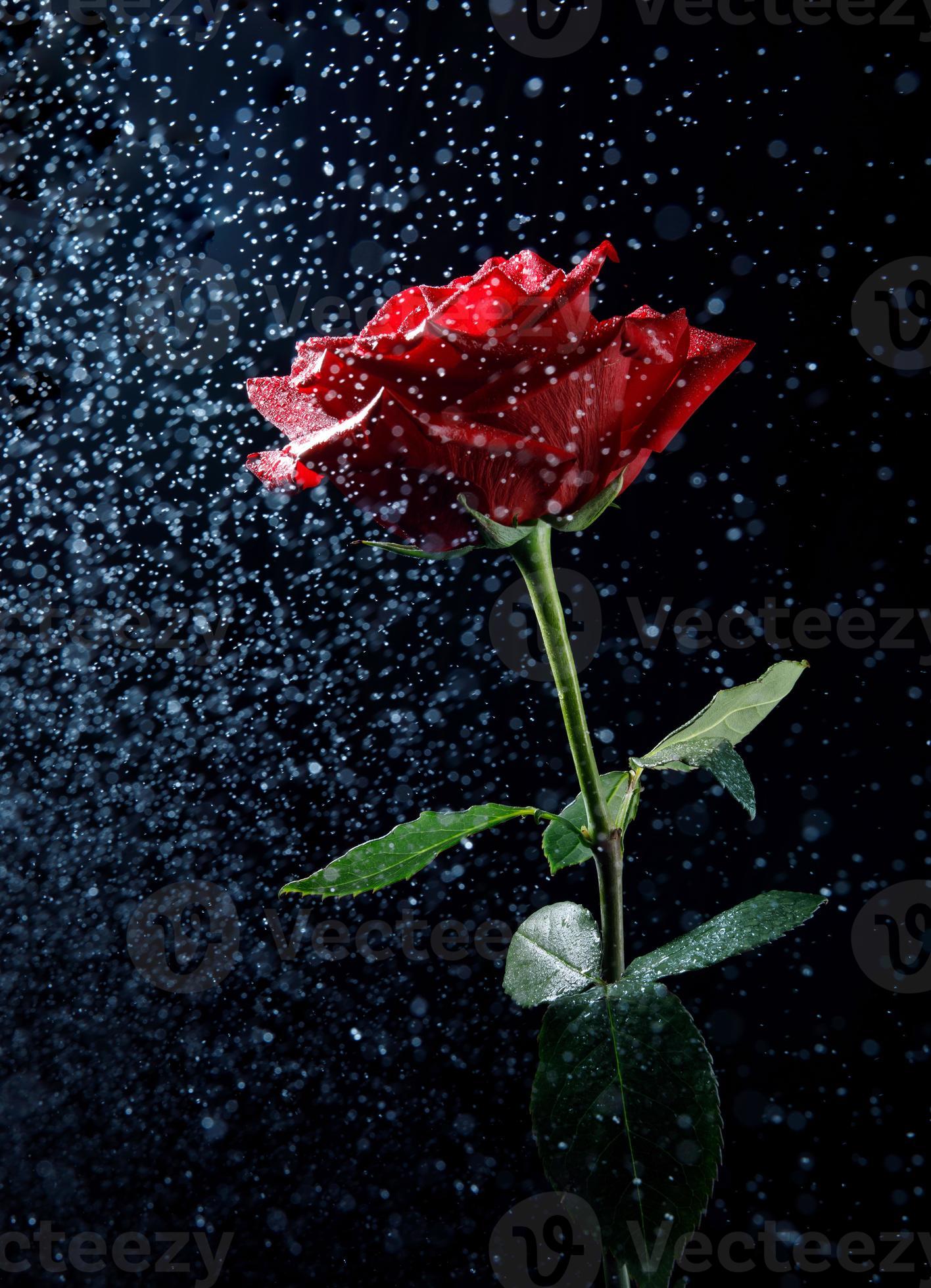 Water Drops Rose Flower Images