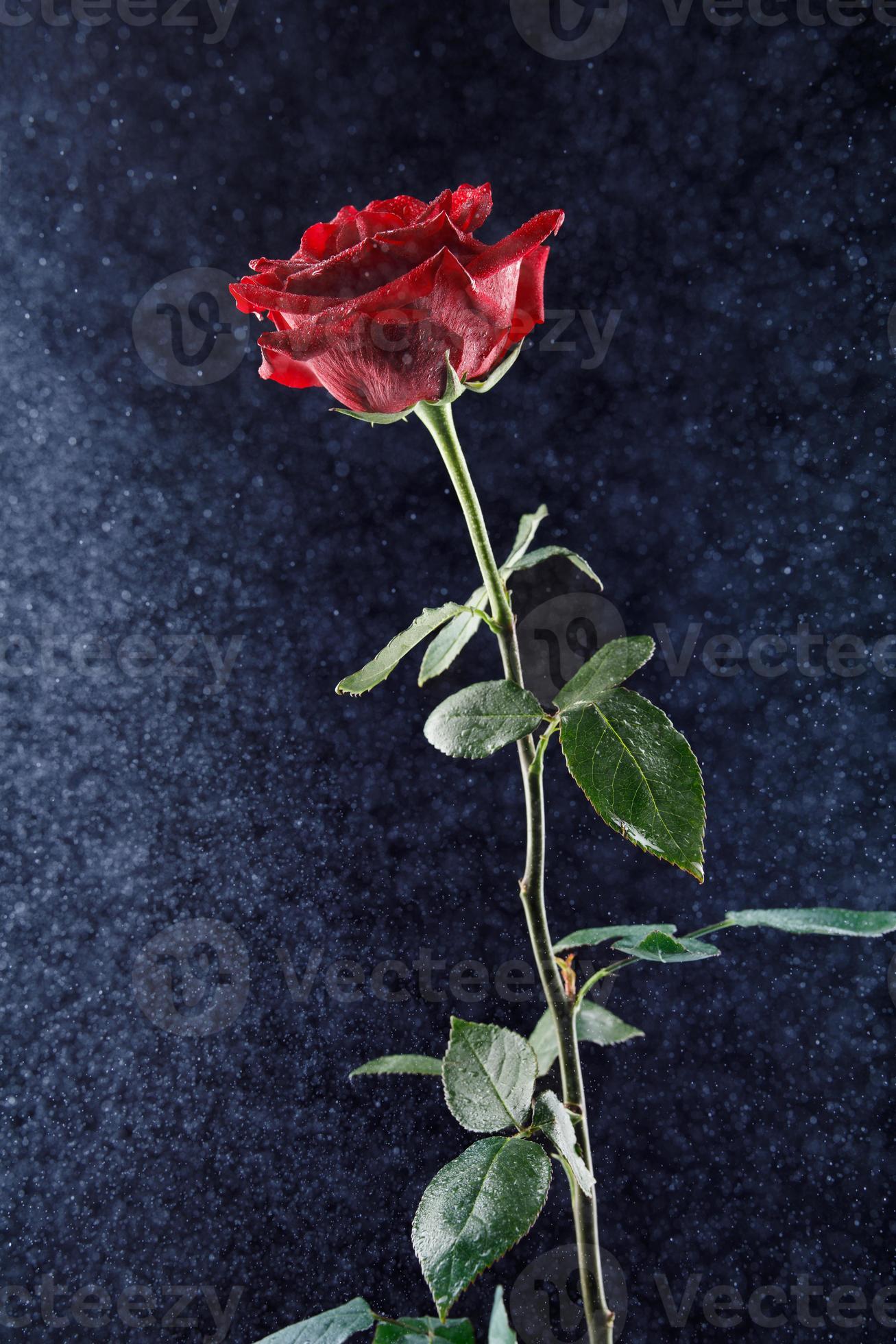 A gorgeous big red rose with splashes of water on a black background . 13038170 Stock Photo at ...