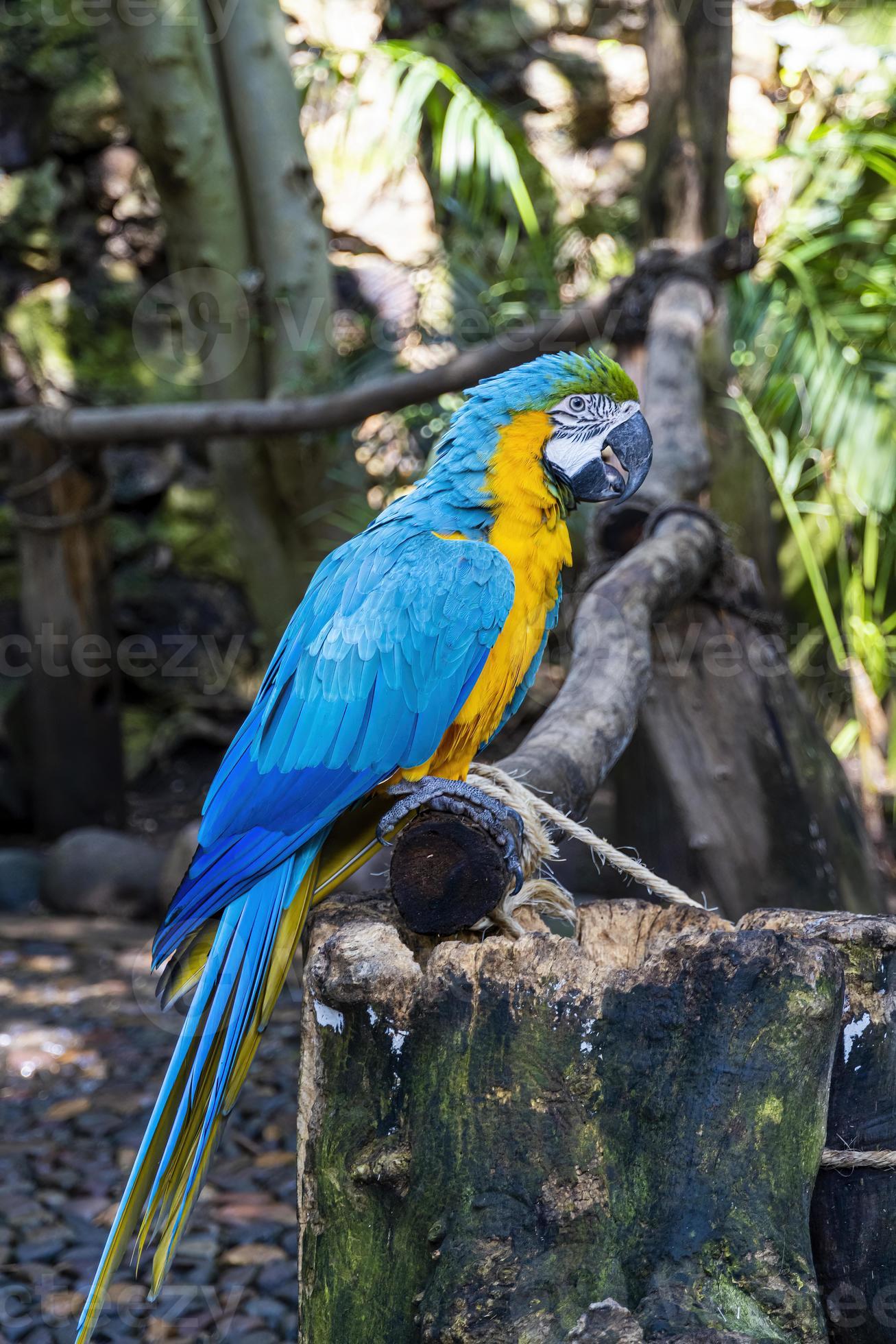 Ara ararauna golden blue macaw, blue and yellow colors, intense colors, beautiful bird perched ...