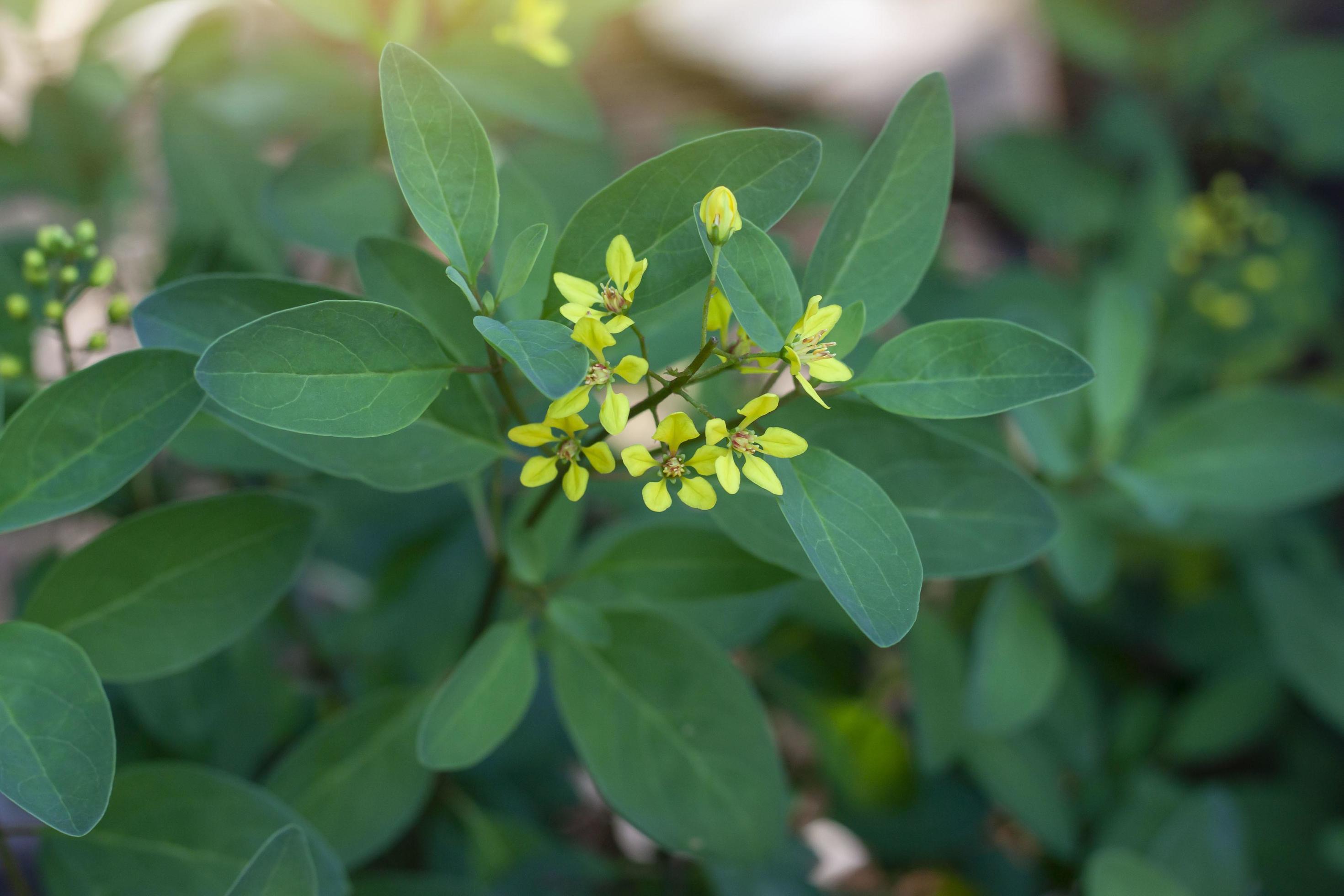 Yellow flower of Galphimia, Gold Shower or golden thryallis bloom in the garden. 13062292 Stock ...