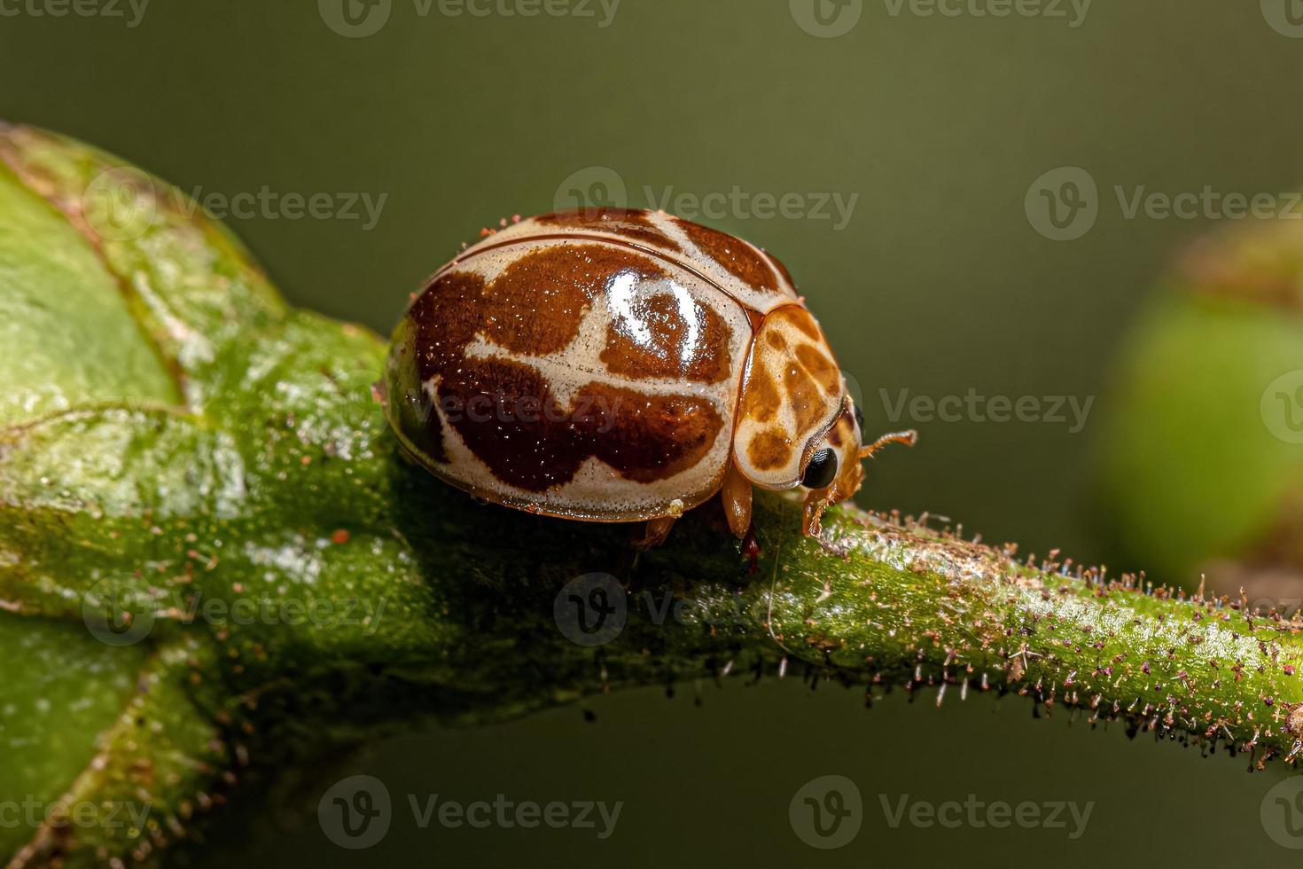 escarabajo común adulto 13070560 Foto de stock en Vecteezy