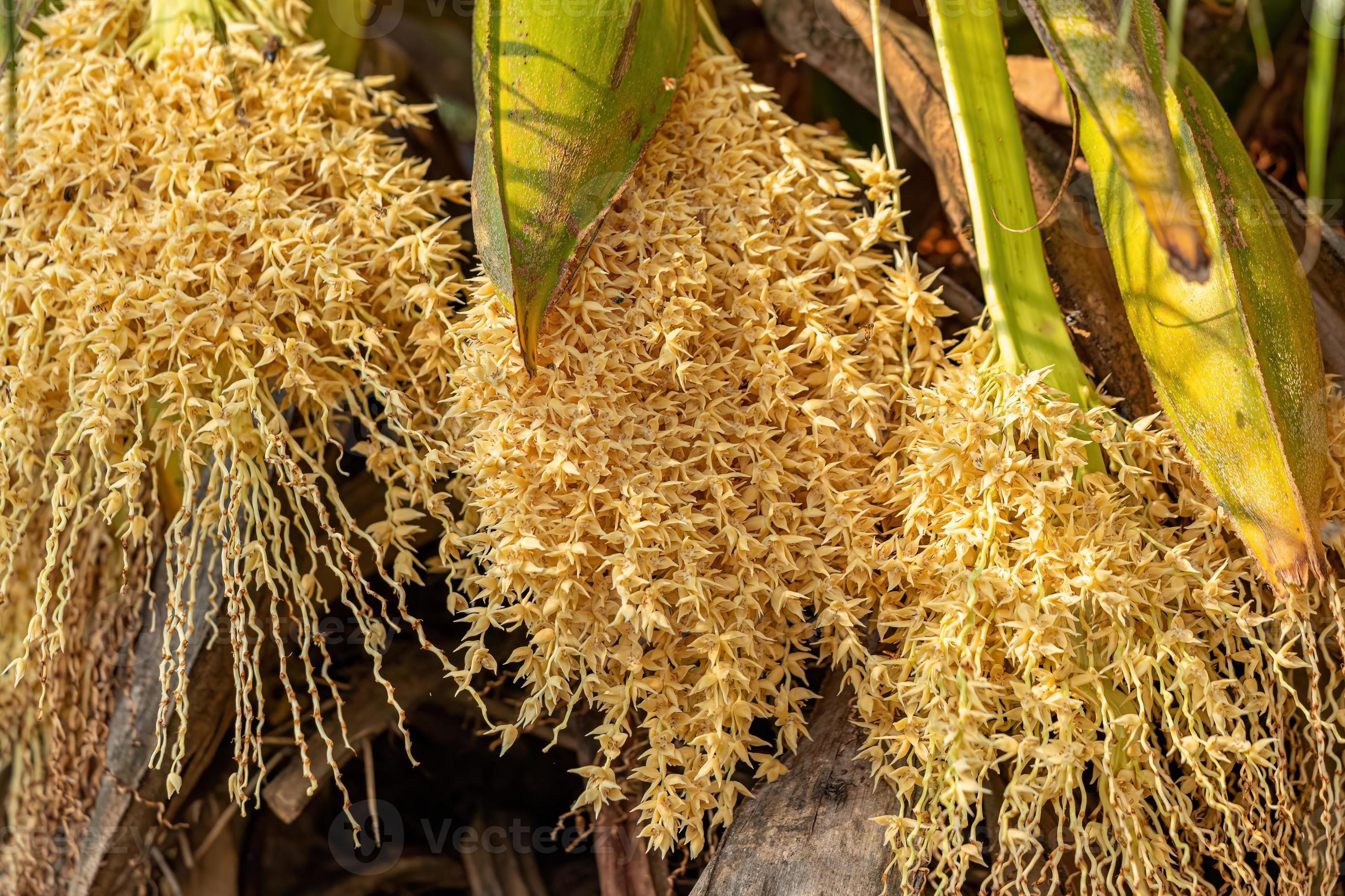 Pygmy Date Palm 13071911 Stock Photo At Vecteezy pygmy-date-palm-13071911-stock-photo-at-vecteezy
