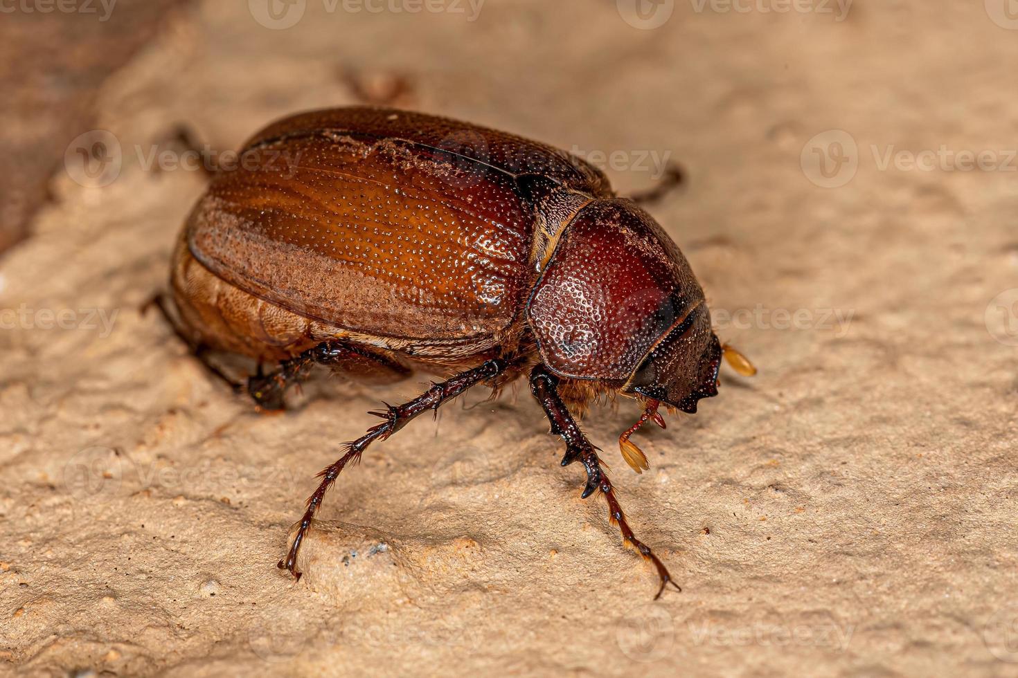 Brown June Bug