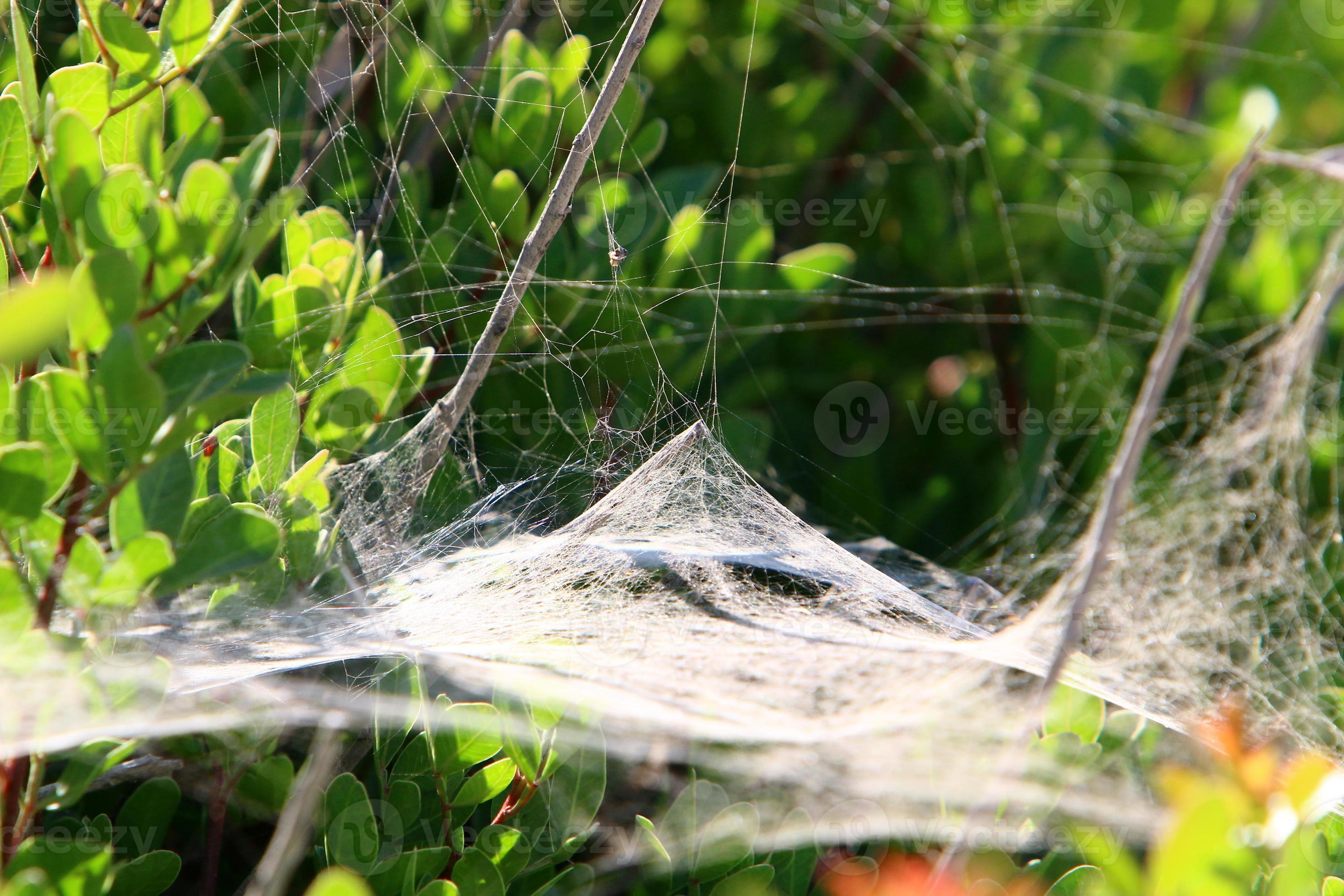 en las ramas y hojas de los árboles telas de araña de hilos delgados ... en las ramas y hojas de los árboles telas de araña de hilos delgados ...