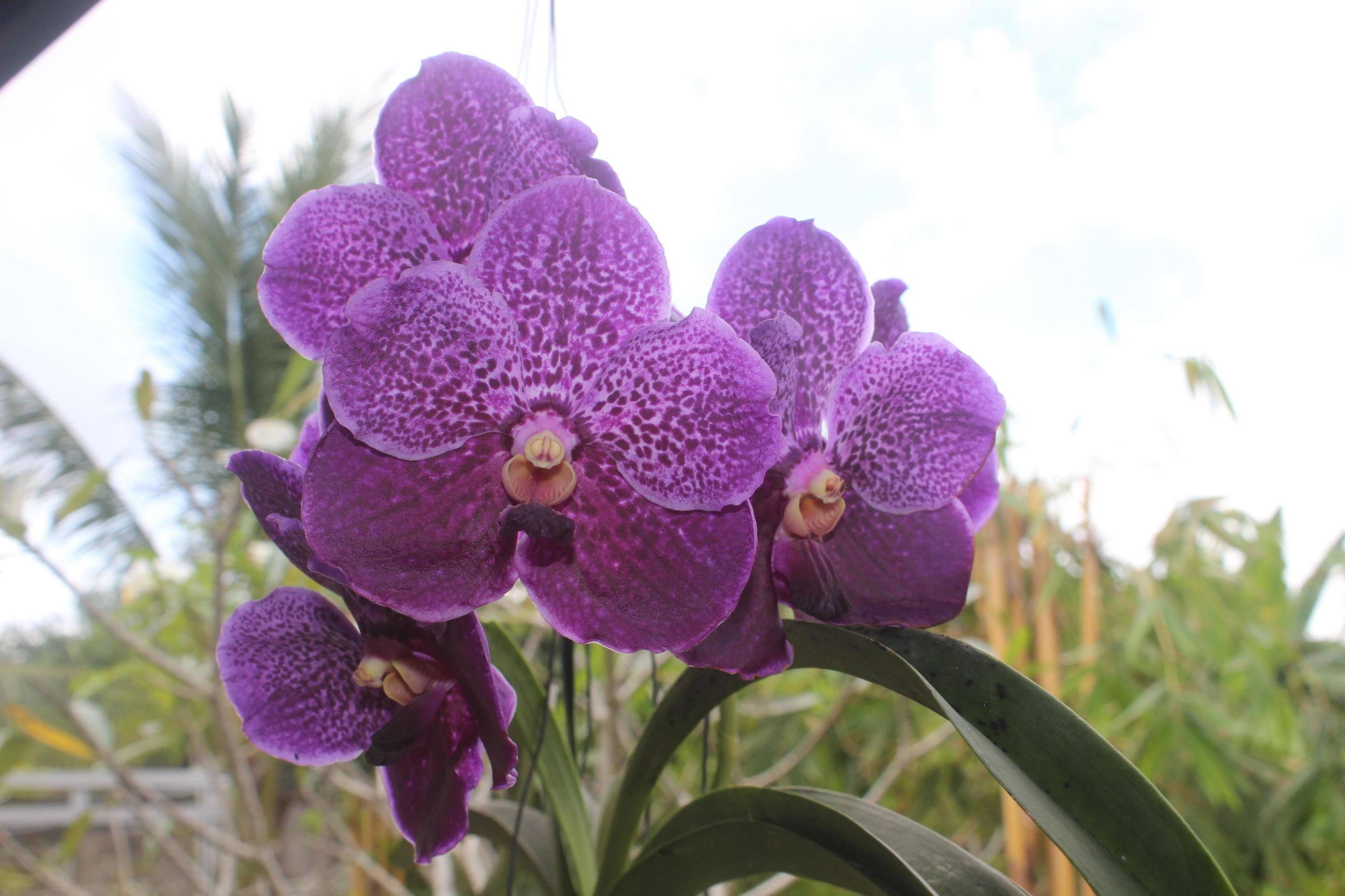Selective focus of beautiful Vanda pure wax blue orchid flowers in the garden. Blurred ...