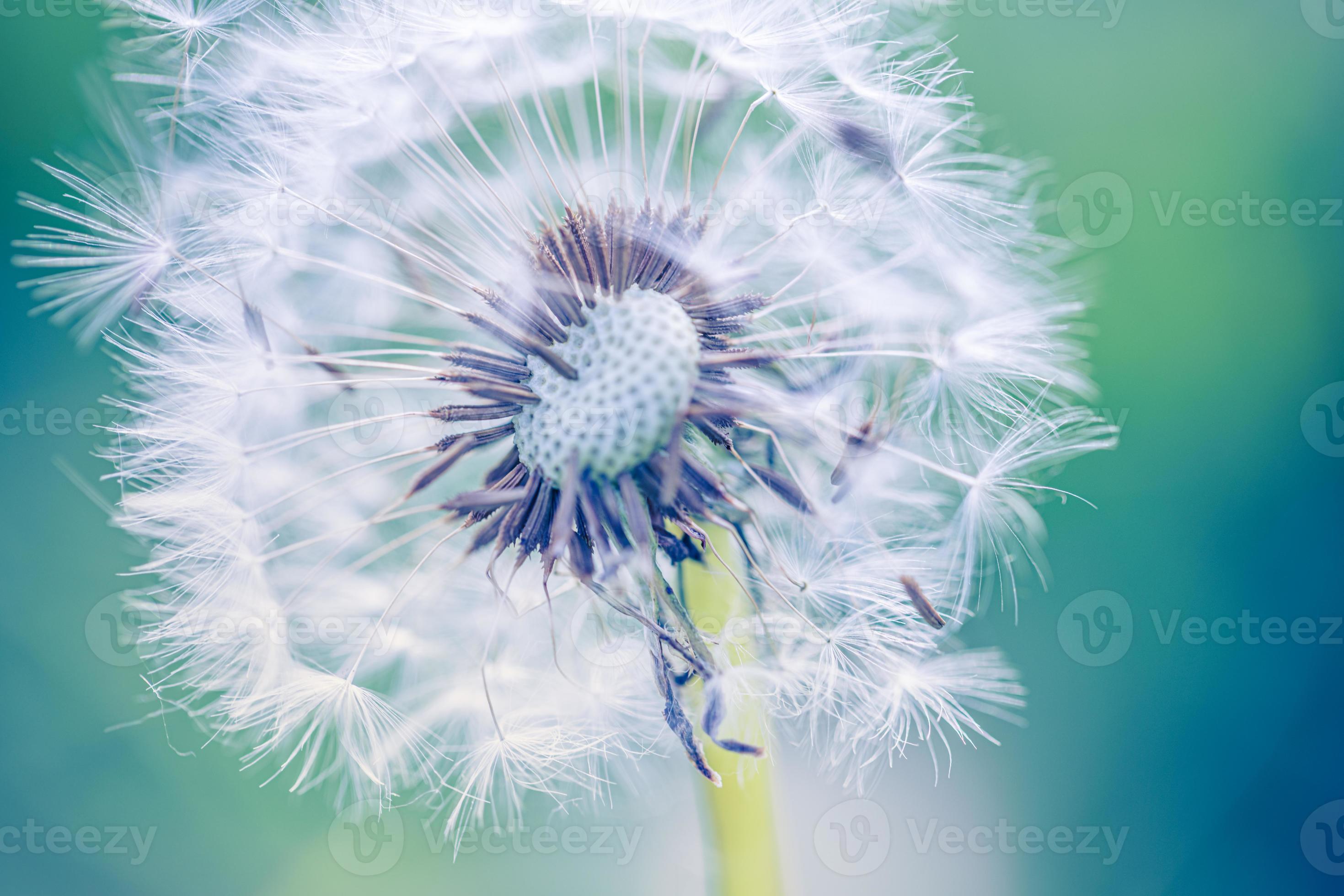 Closeup of dandelion on natural light banner, artistic nature closeup ...