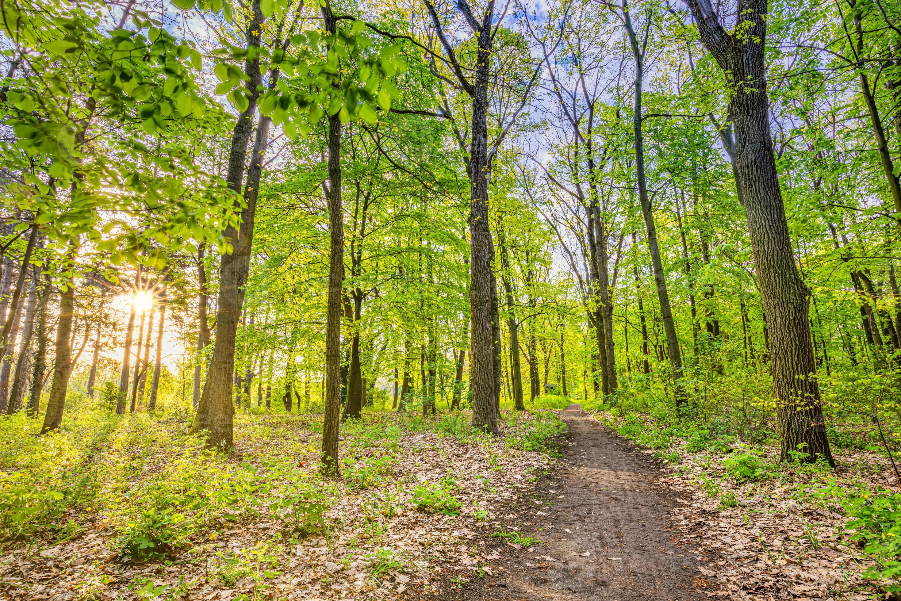 Forest Path Nature