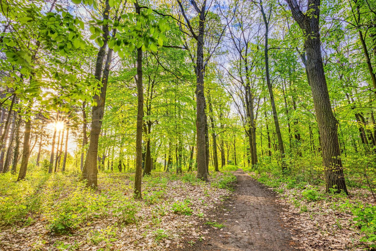 Beautiful forest path landscape background. Bright green leaves, spring ...