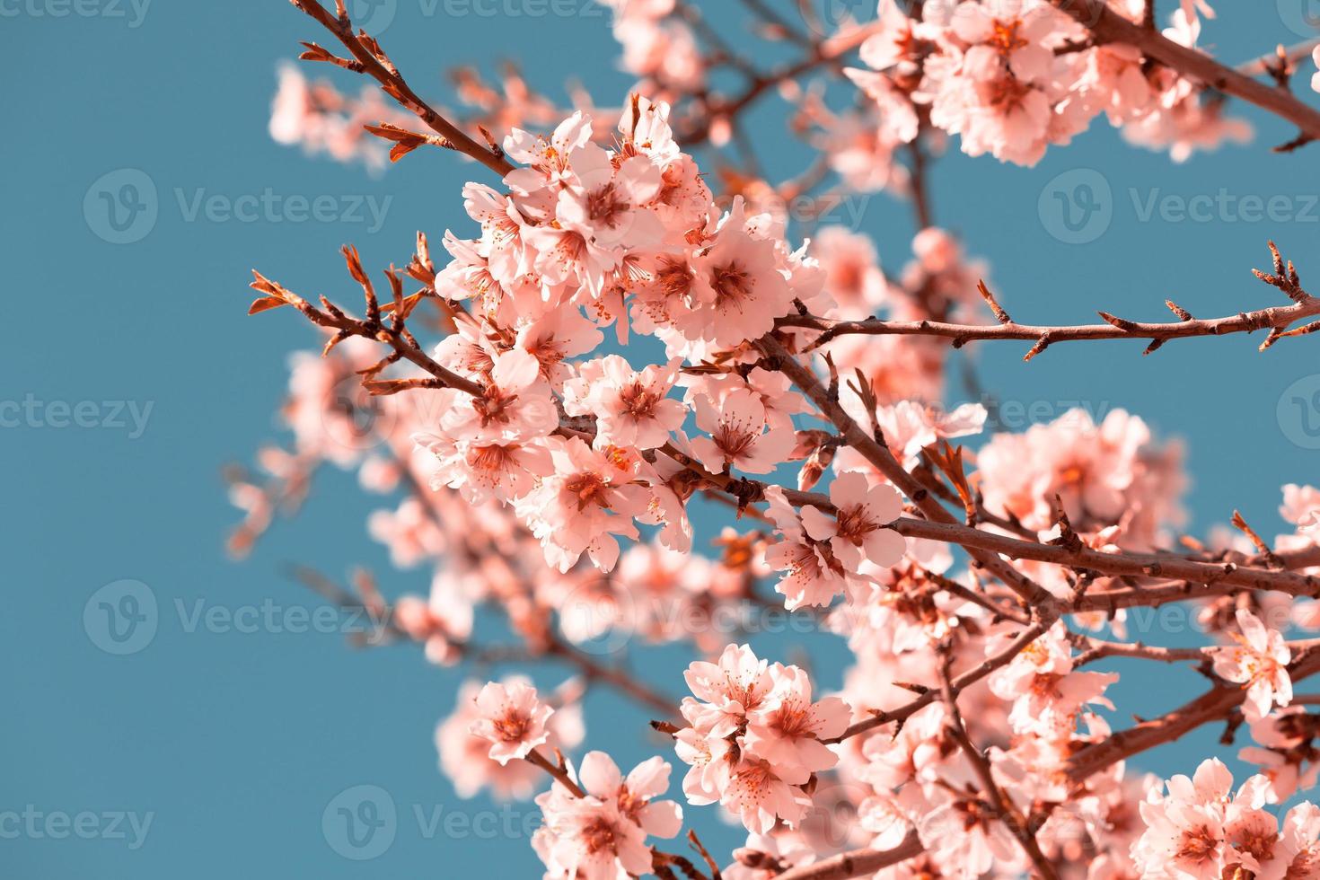 Pink Flowers Blooming Peach Tree at Spring 13082985 Stock Photo at Vecteezy