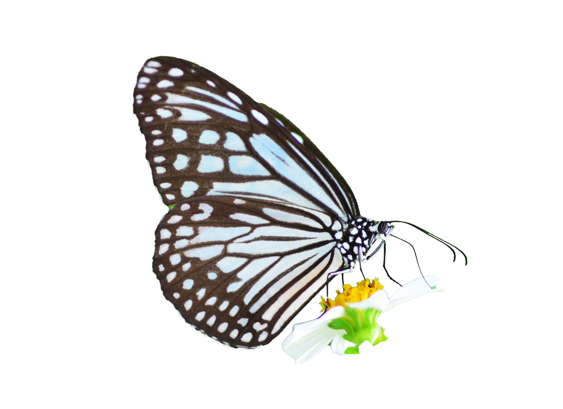 Free Butterfly On White Background Easy To Use In Projects 13088975 free-butterfly-on-white-background-easy-to-use-in-projects-13088975