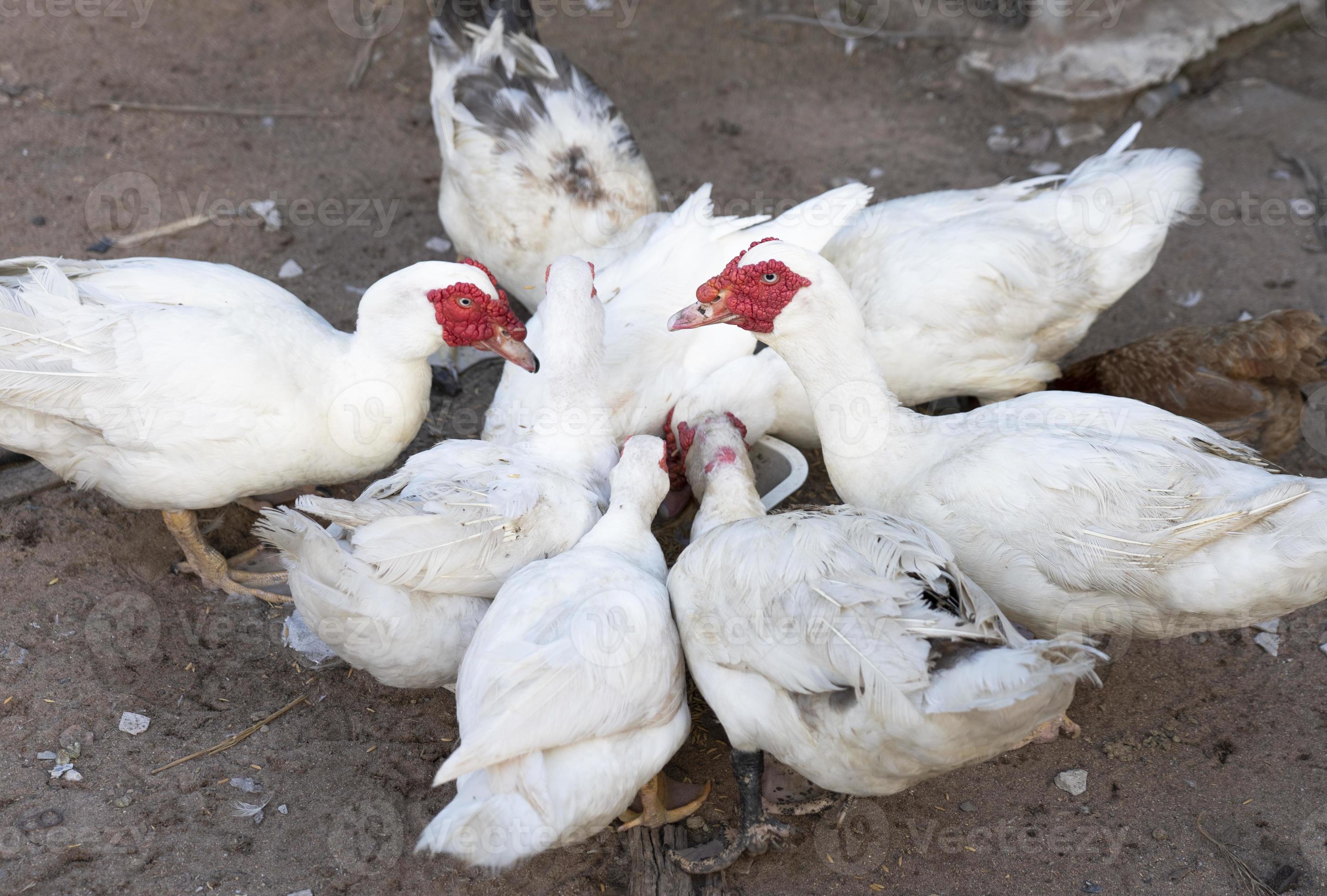pato muscovy cairina moschata están comiendo alimentos. alimentación de patos para el estilo de ...