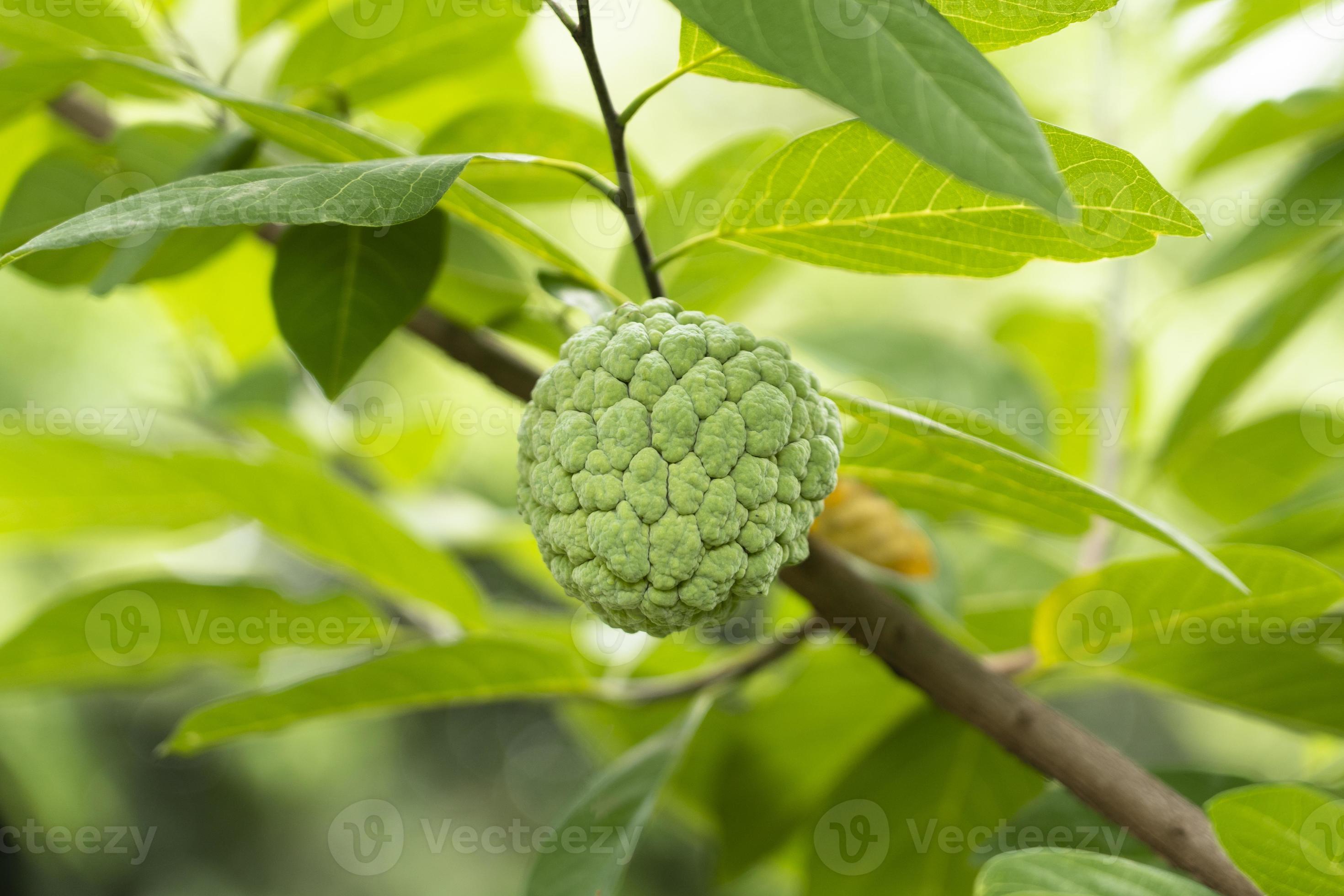 Fresh custard Annona squamosa on the tree on nature green background. Annona in the farmer's ...