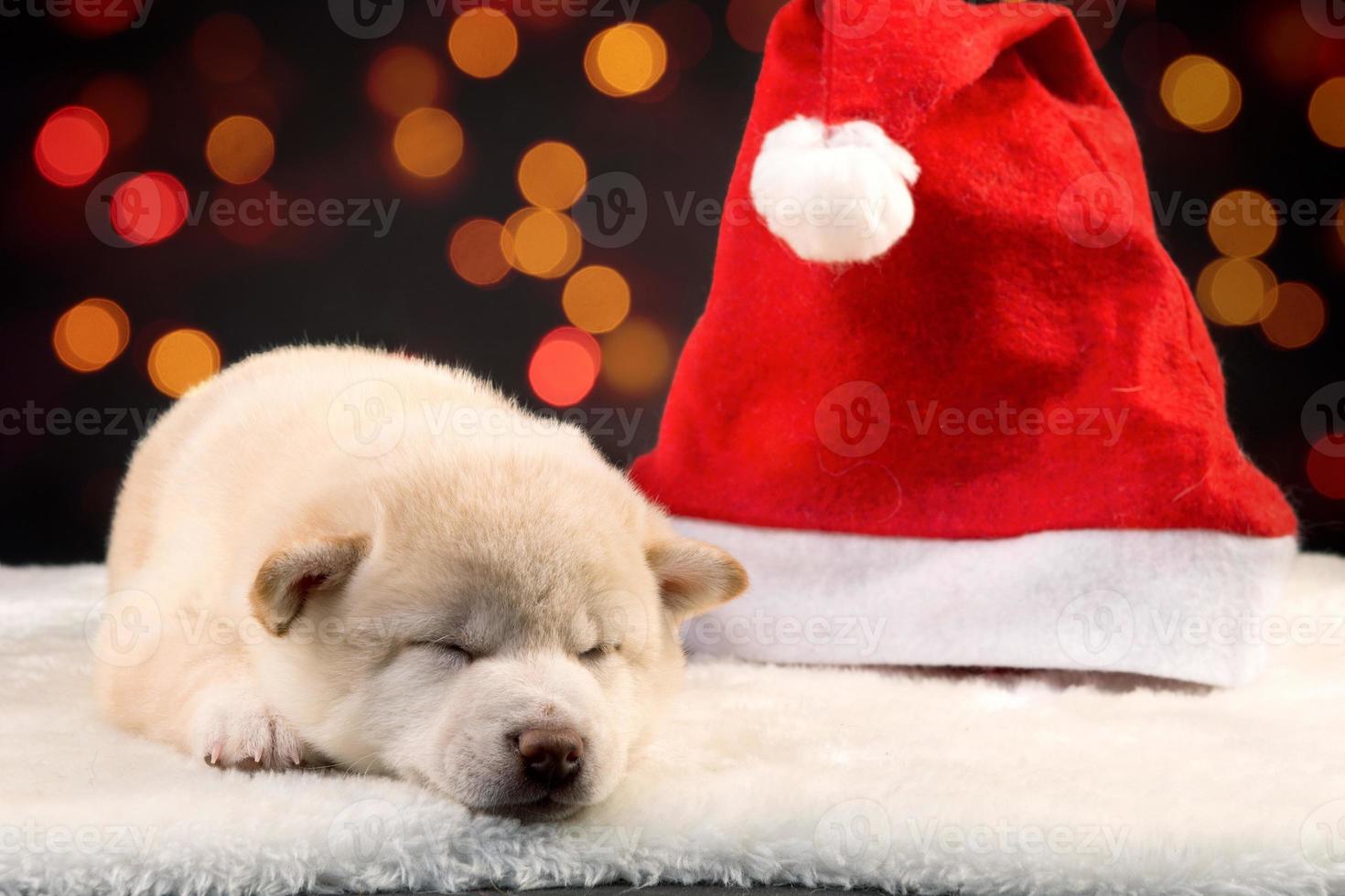 A white Shiba inu puppy wearing a red Santa hat on a colorful bokeh ...