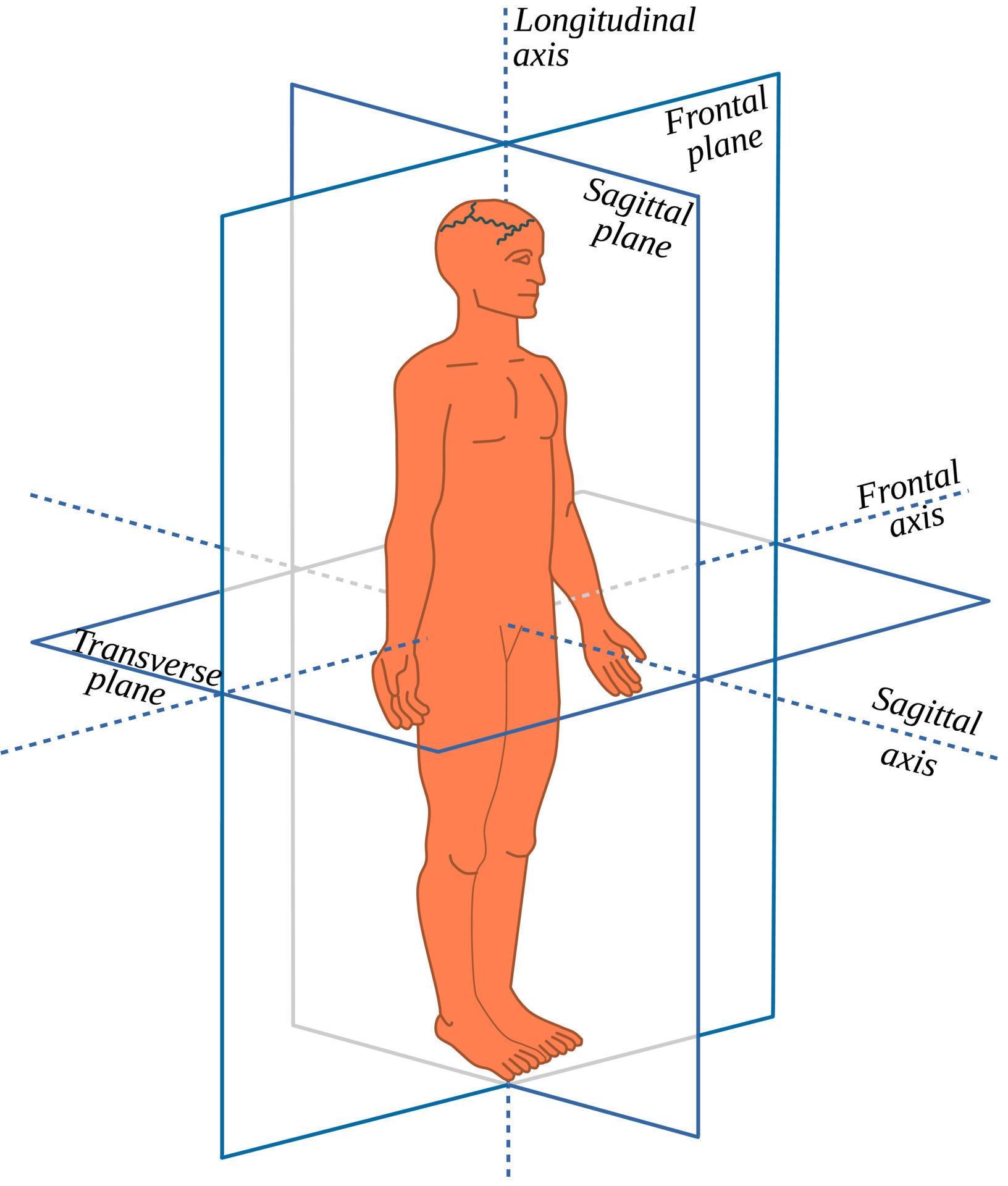 Anatomical Planes and axes in a Human-All body movements occur in ...