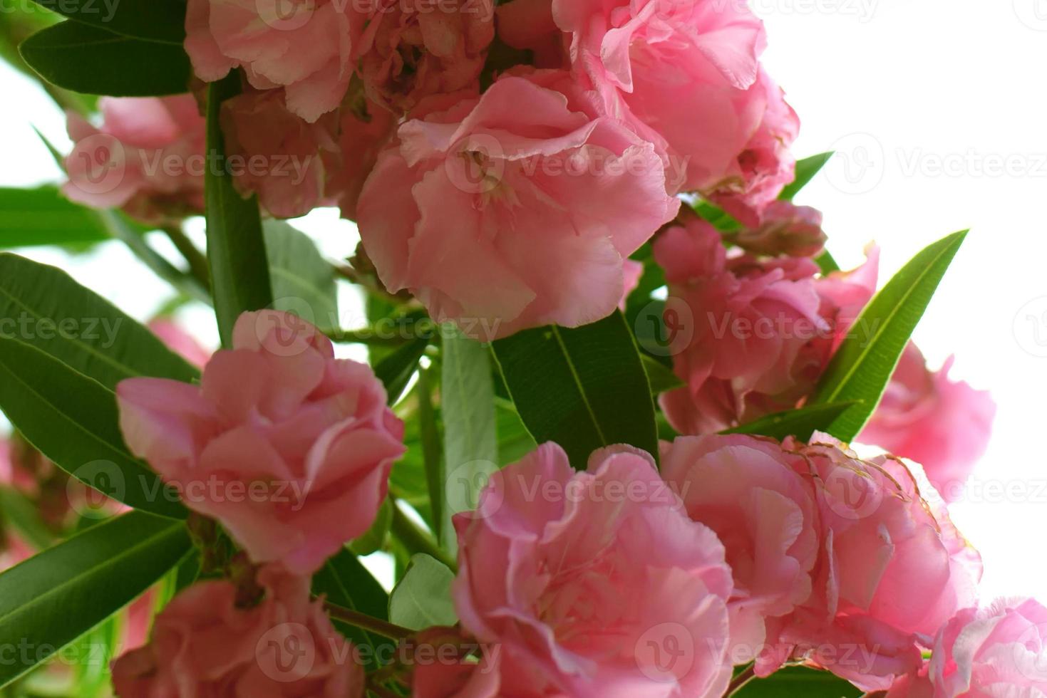 Nerium oleander in bloom, pink flowers and green leaves. Twig of ... Nerium oleander in bloom, pink flowers and green leaves. Twig of ...