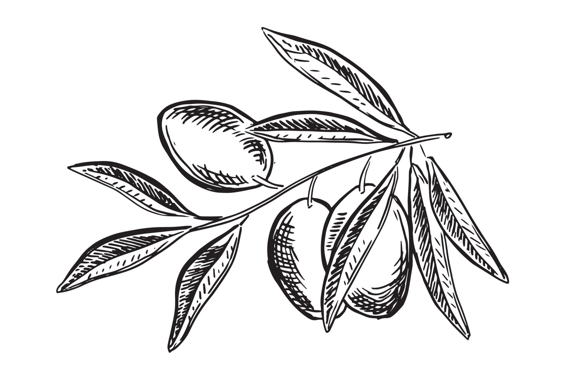 Olives on a branch, hand drawn, vector illustrations. 13116712 Vector ... Olives on a branch, hand drawn, vector illustrations. 13116712 Vector ...