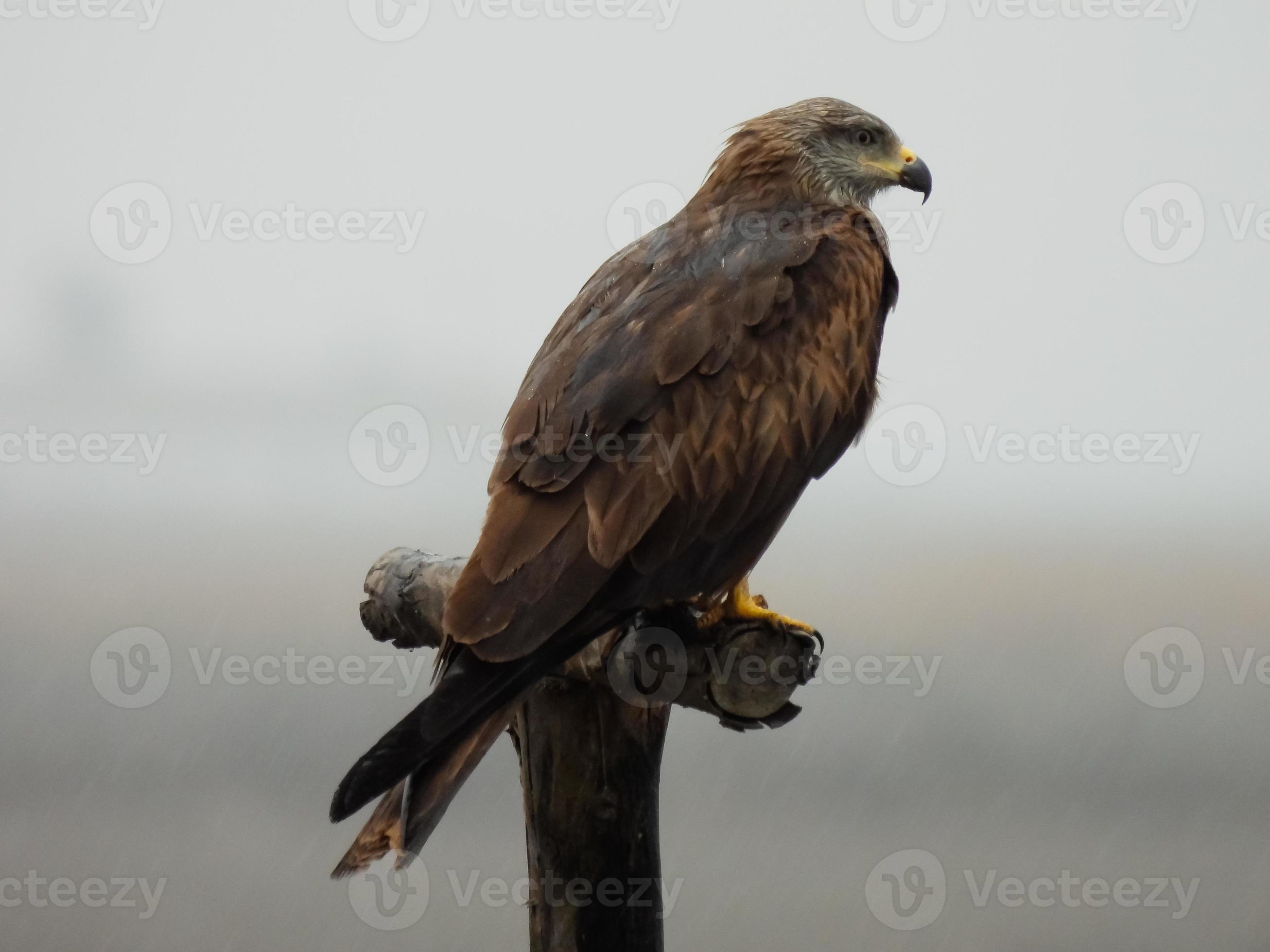 The black kite Milvus migrans 13128668 Stock Photo at Vecteezy