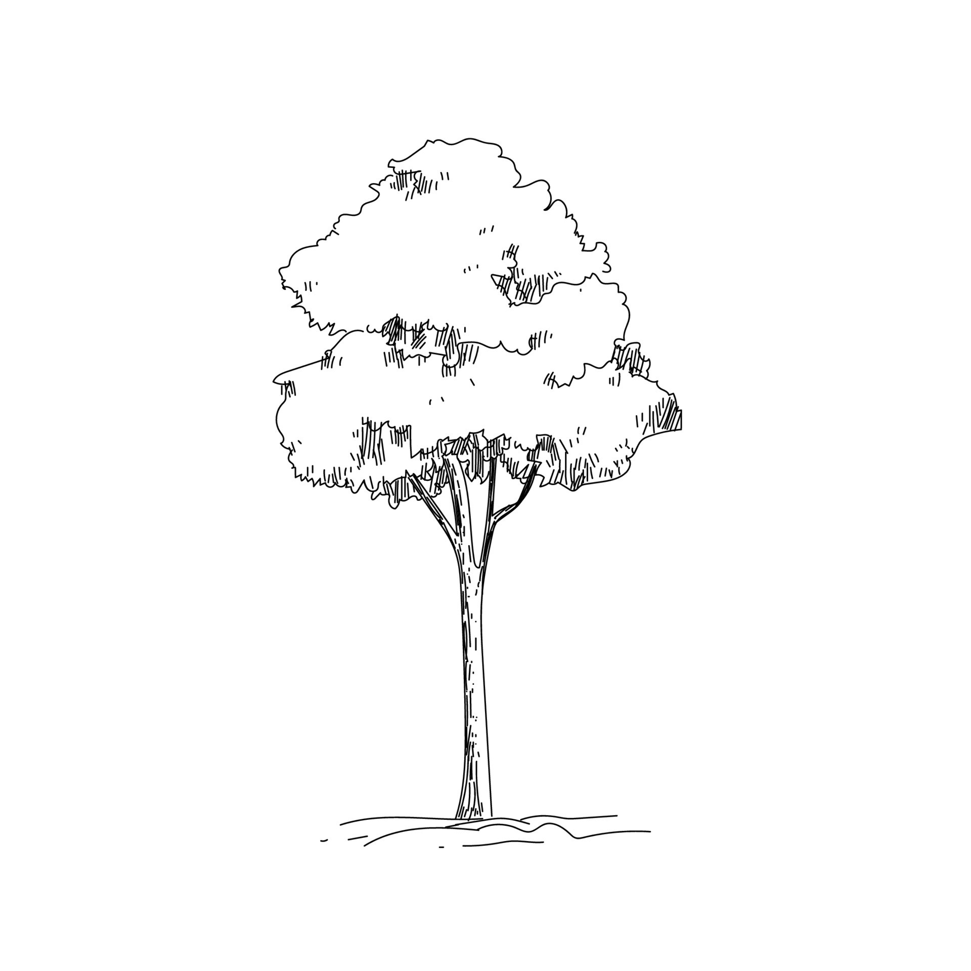 Tree Line Drawing Vector Art, Icons, and Graphics for Free Download