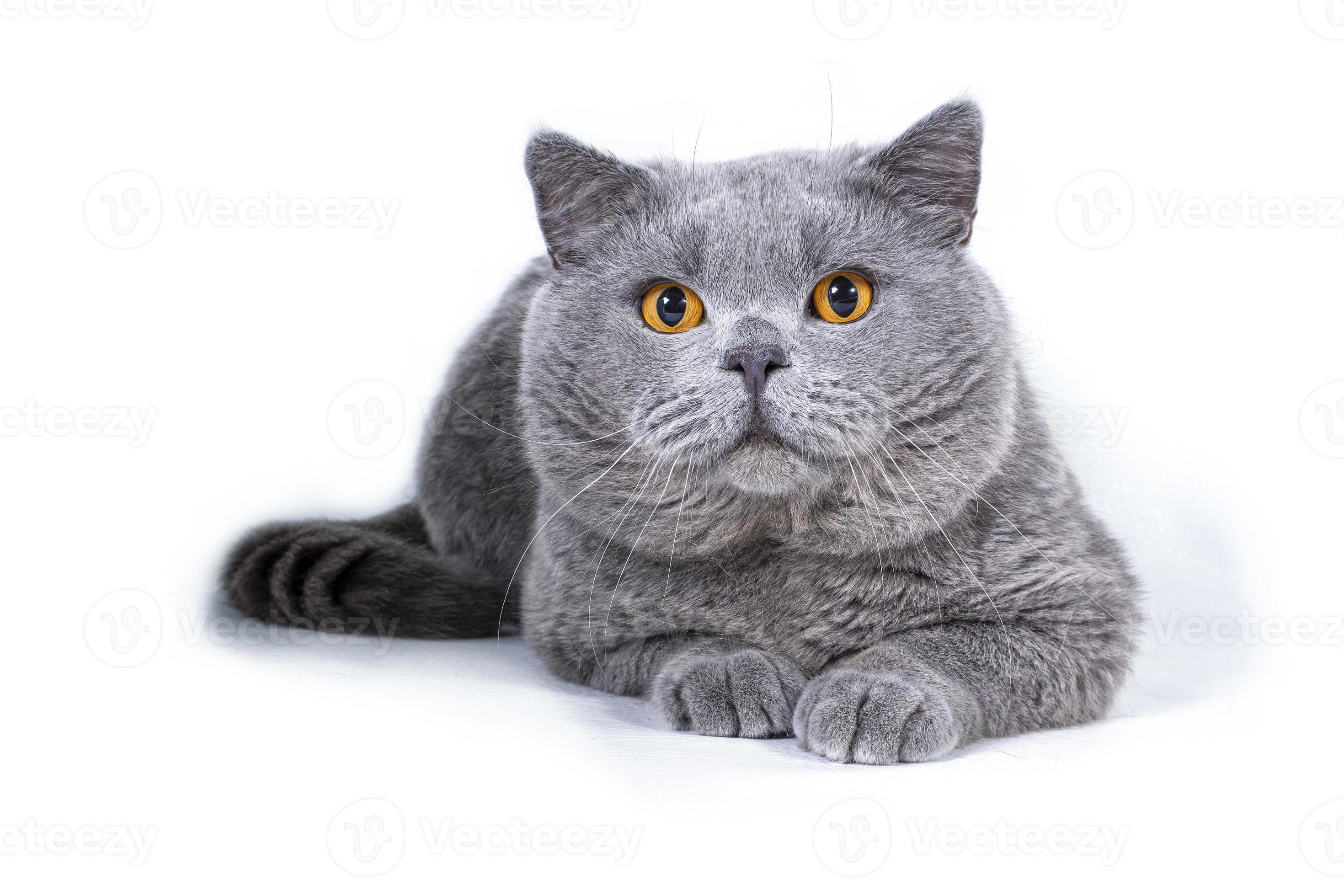 Orange British Shorthair Cats