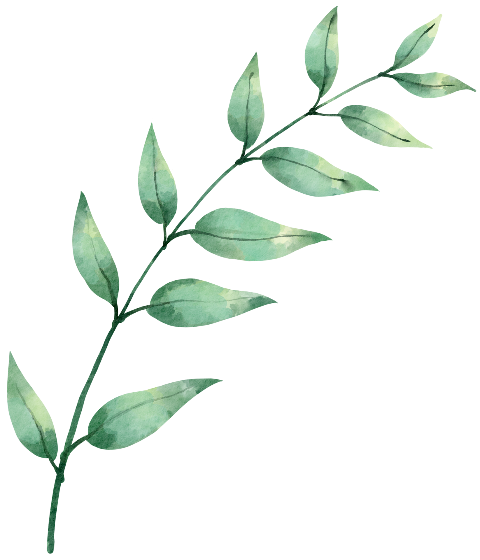 follaje acuarela hoja pintada a mano 13181439 PNG follaje acuarela hoja pintada a mano 13181439 PNG