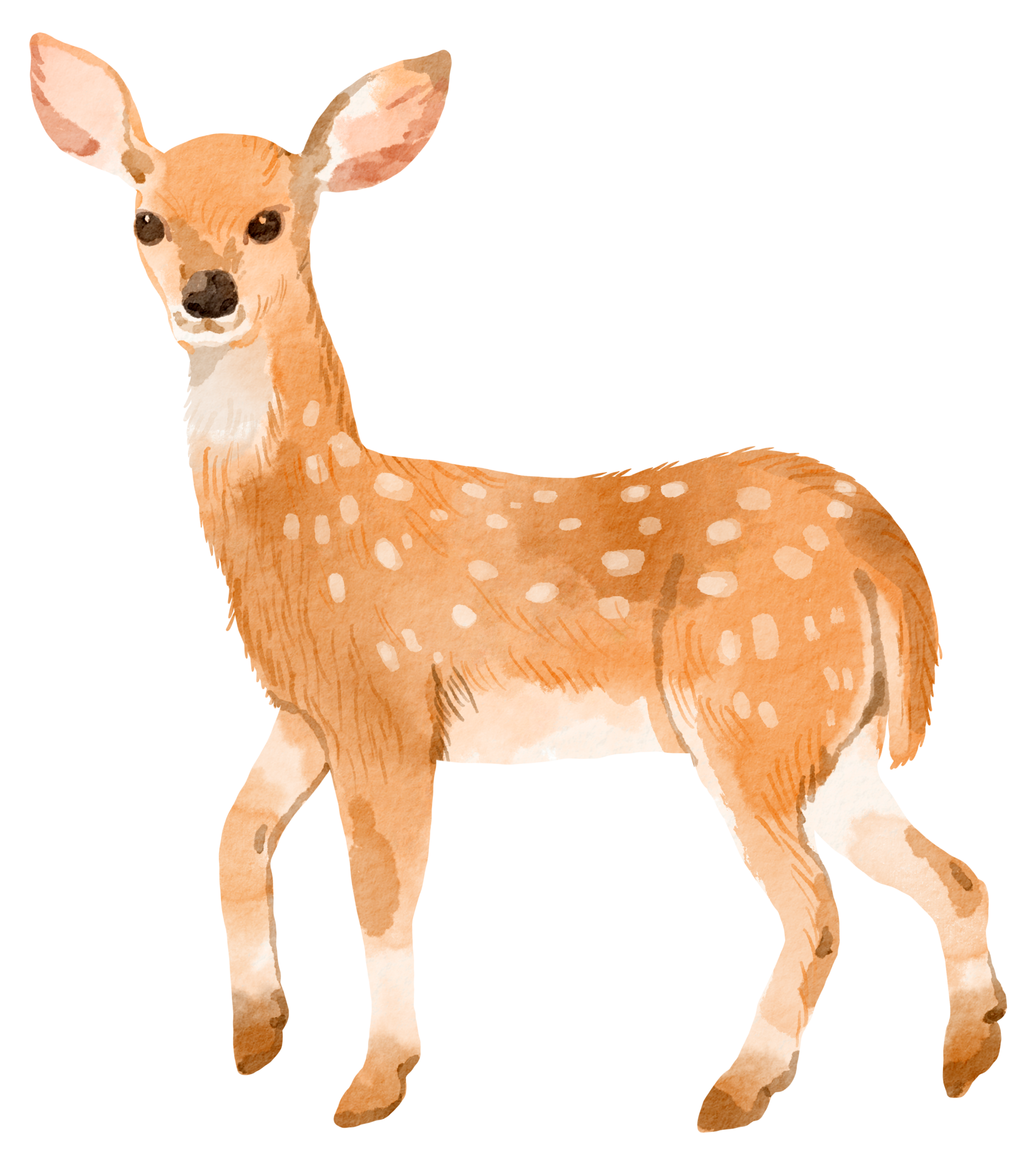 Woodland adorable animal watercolor 13182668 PNG