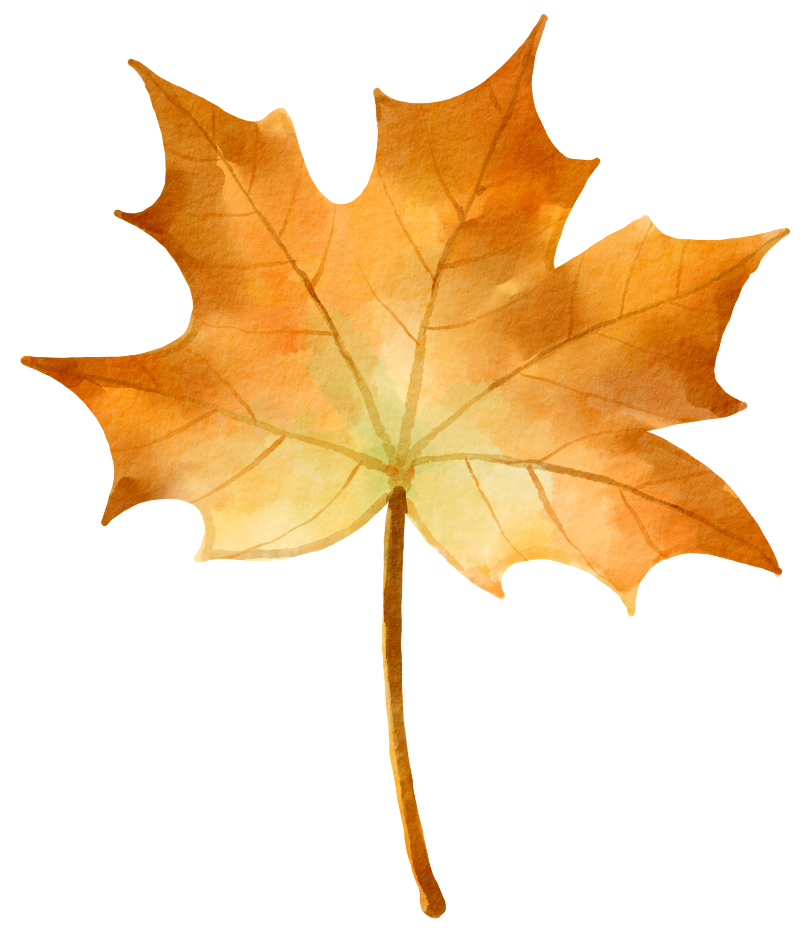 Autumn Fall leaf plant watercolor 13183523 PNG