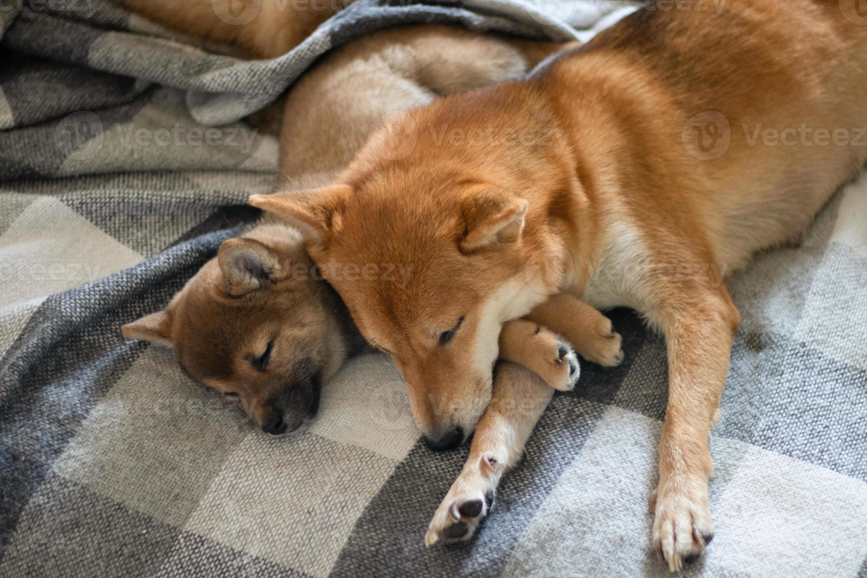 Japanese Shiba Inu dog sleeps with his son. Shiba Inu puppy sleeping ... Japanese Shiba Inu dog sleeps with his son. Shiba Inu puppy sleeping ...