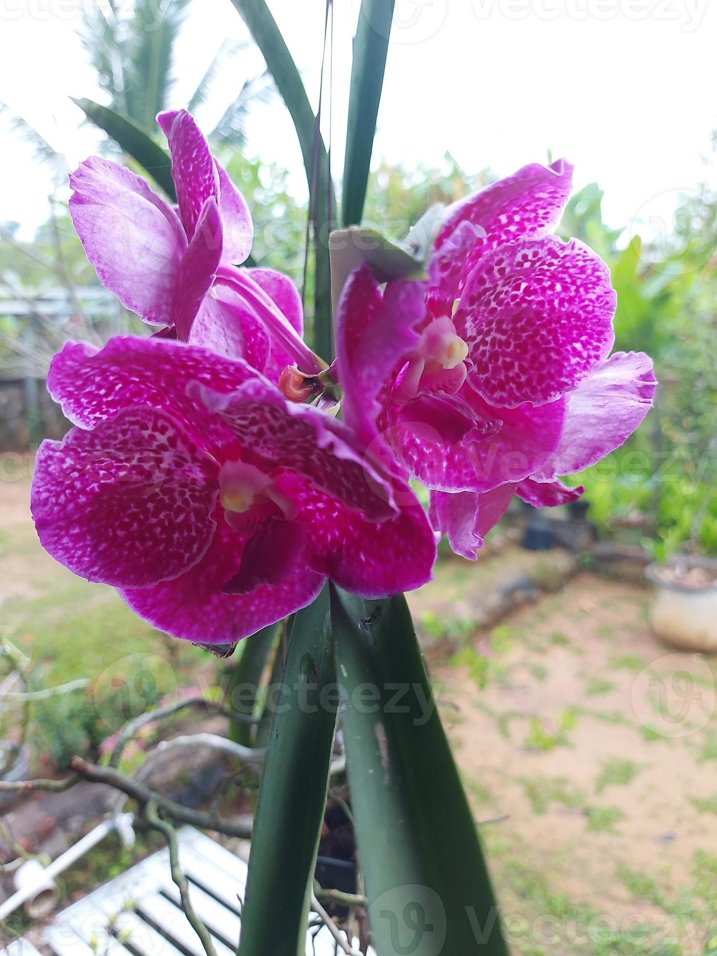 enfoque selectivo de la hermosa orquídea rosa de cera pura vanda en el jardín sobre fondo ...