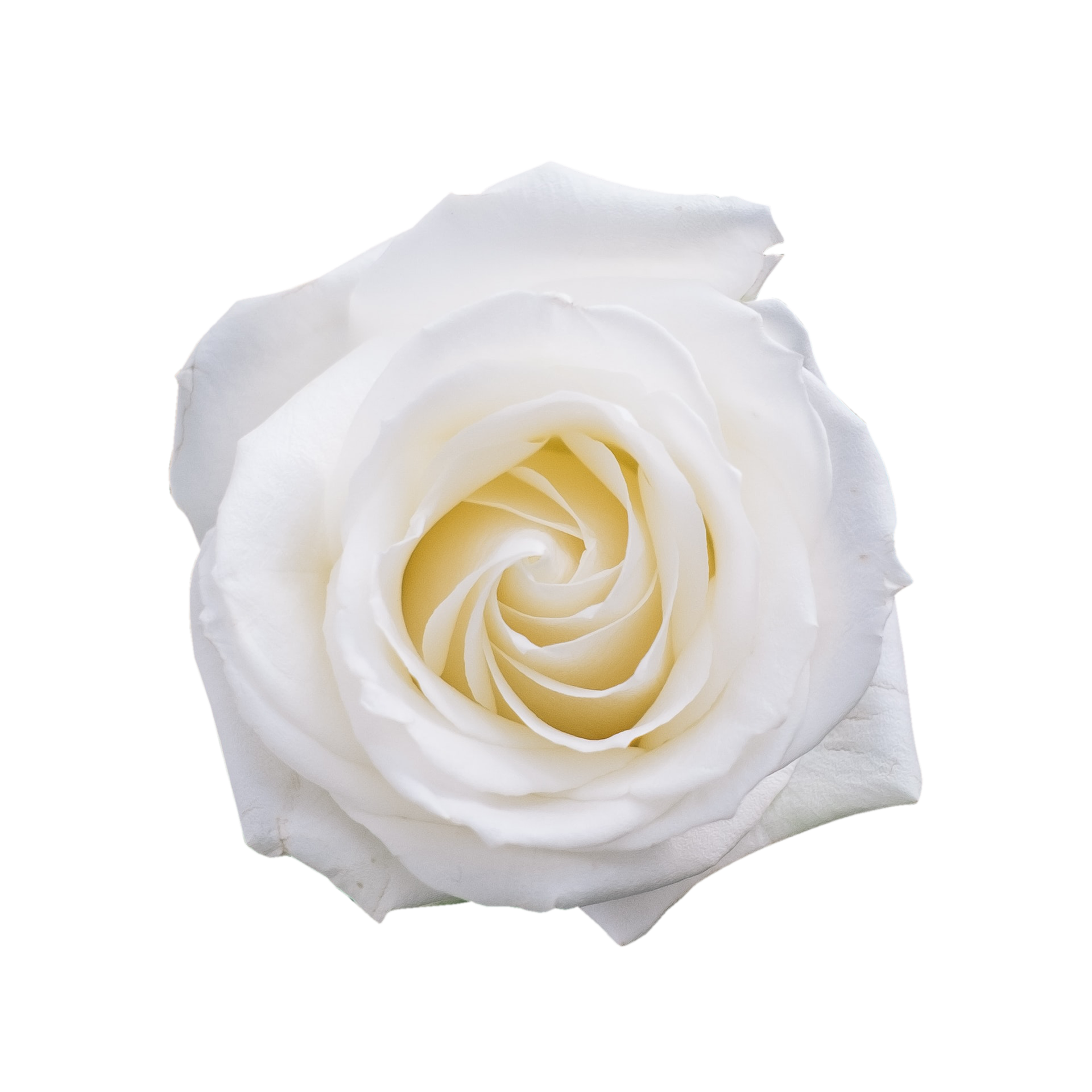 X Rossa Png Trasparente