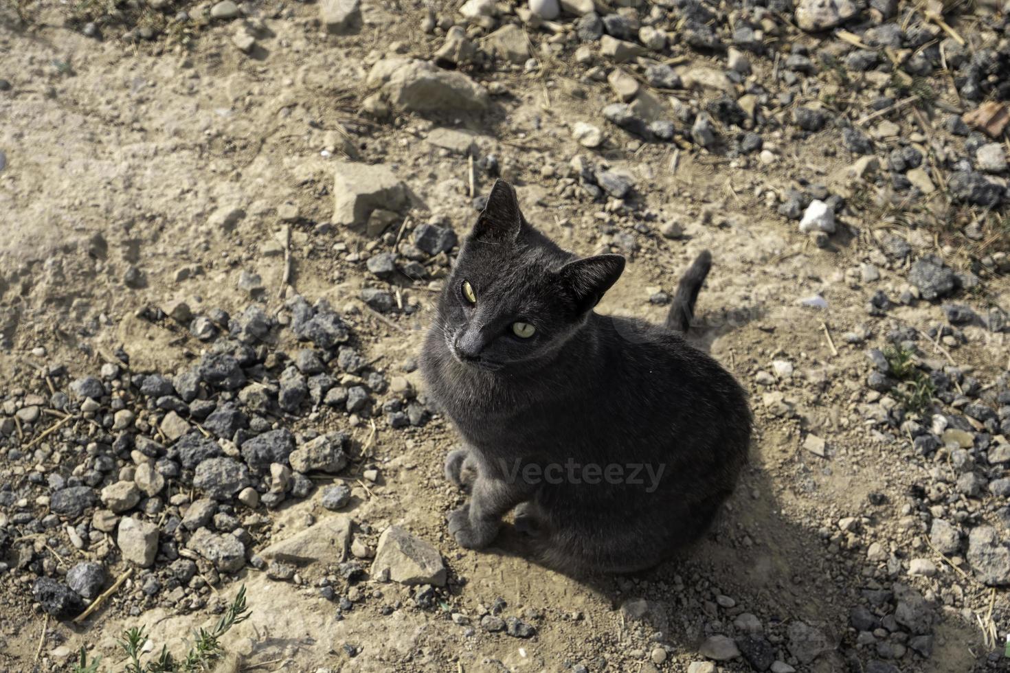 Blue russian cat on the street 13227329 Stock Photo at Vecteezy