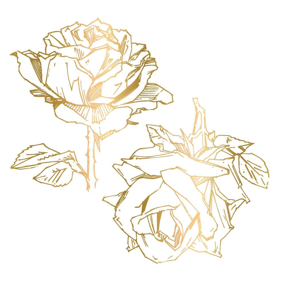 Rosa Dibujada A Mano Ilustraci N Vectorial Rosa Estilo Tatuaje Vintage