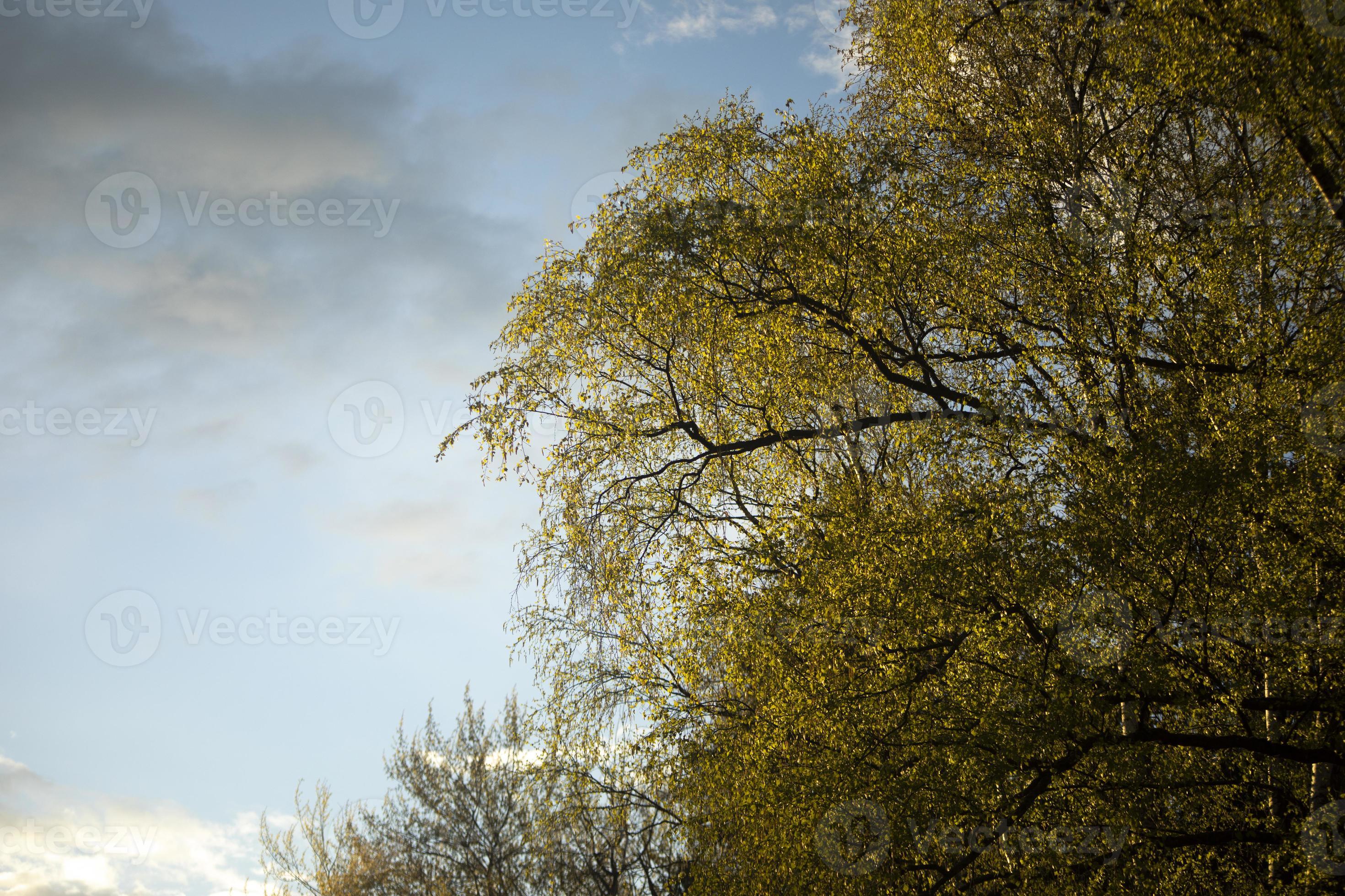Spring tree. Fresh branches with leaves. Trees in park. 13290004 Stock ...