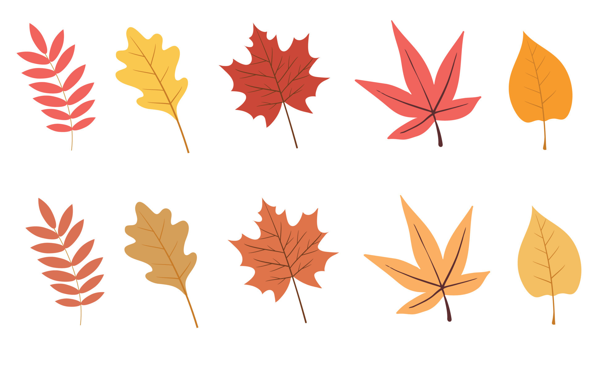 Set Of Colorful Autumn Leaves Vector Illustration Isolated On White