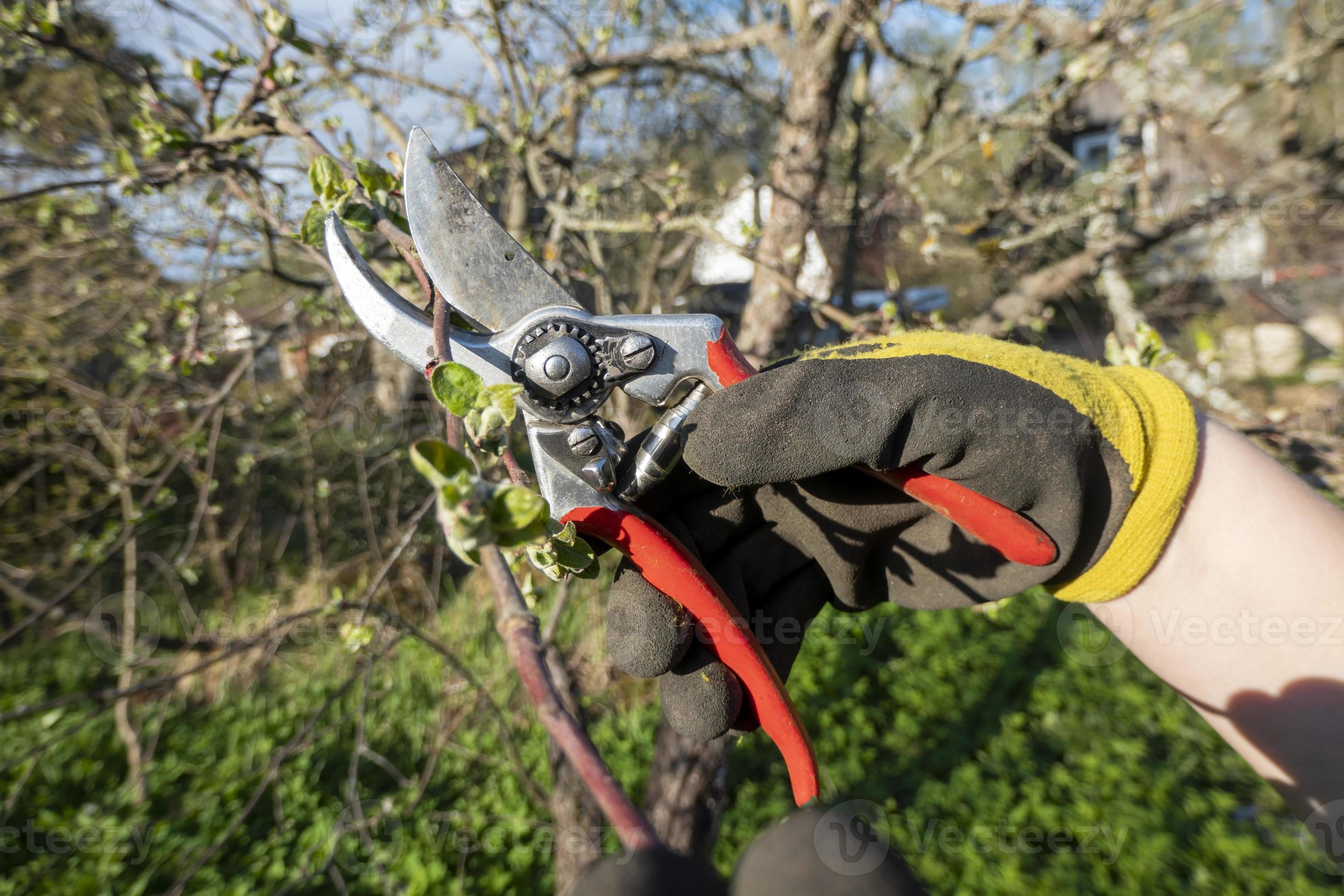 Podadoras de ramas de pera de poda. podar el árbol con un cortador ...