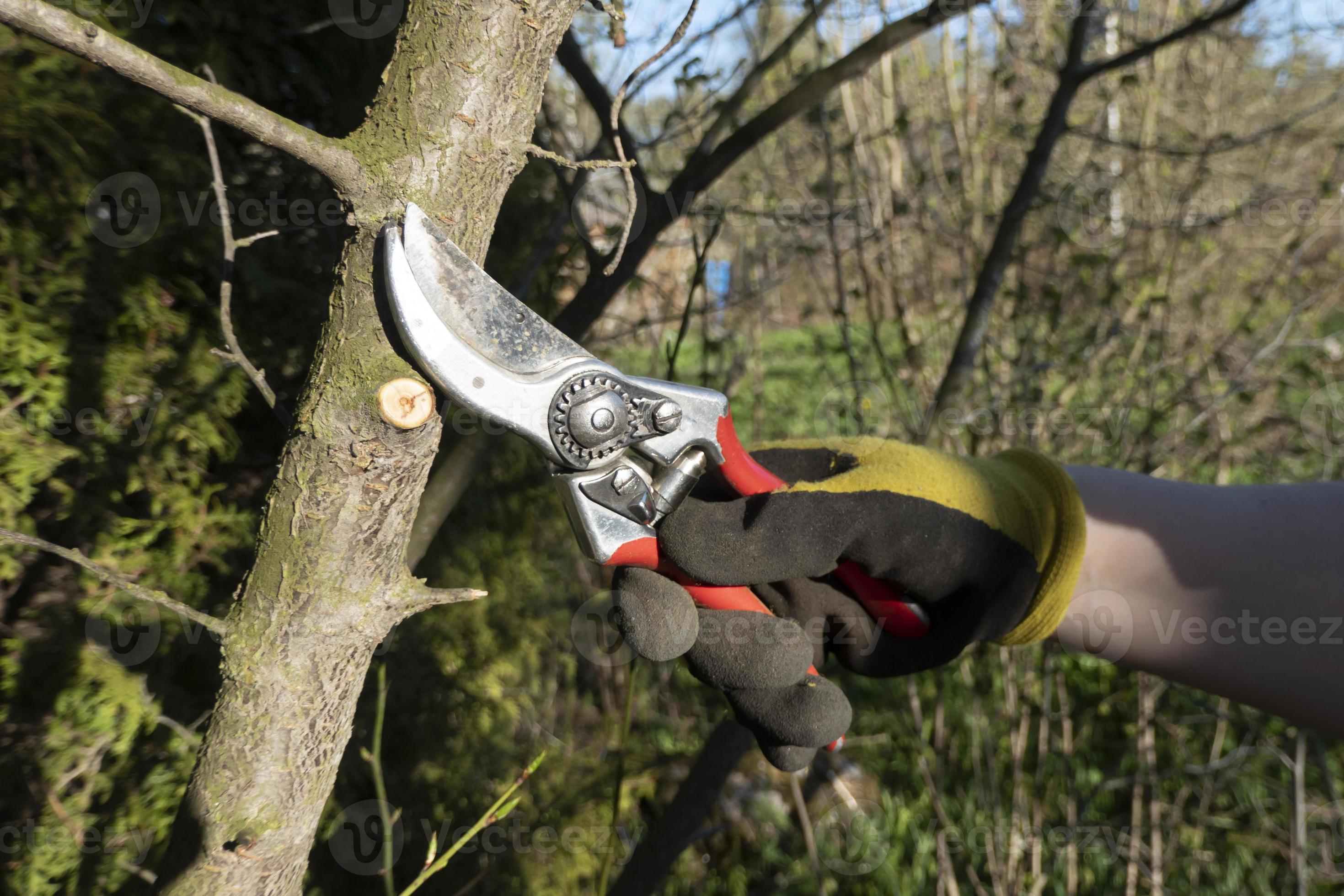 Pruning pear branches pruners. Trimming the tree with a cutter. Spring ...