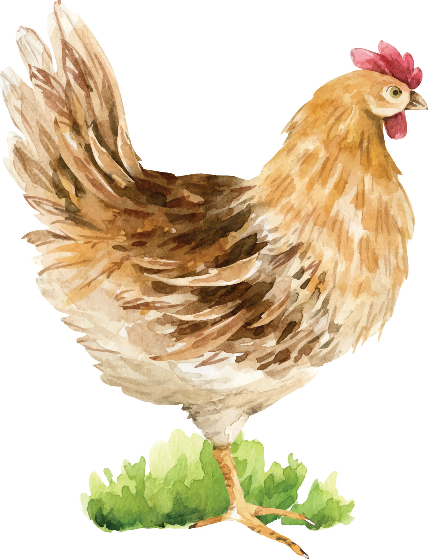 bird chicken on green grass, watercolor illustration. 13373887 Vector ...