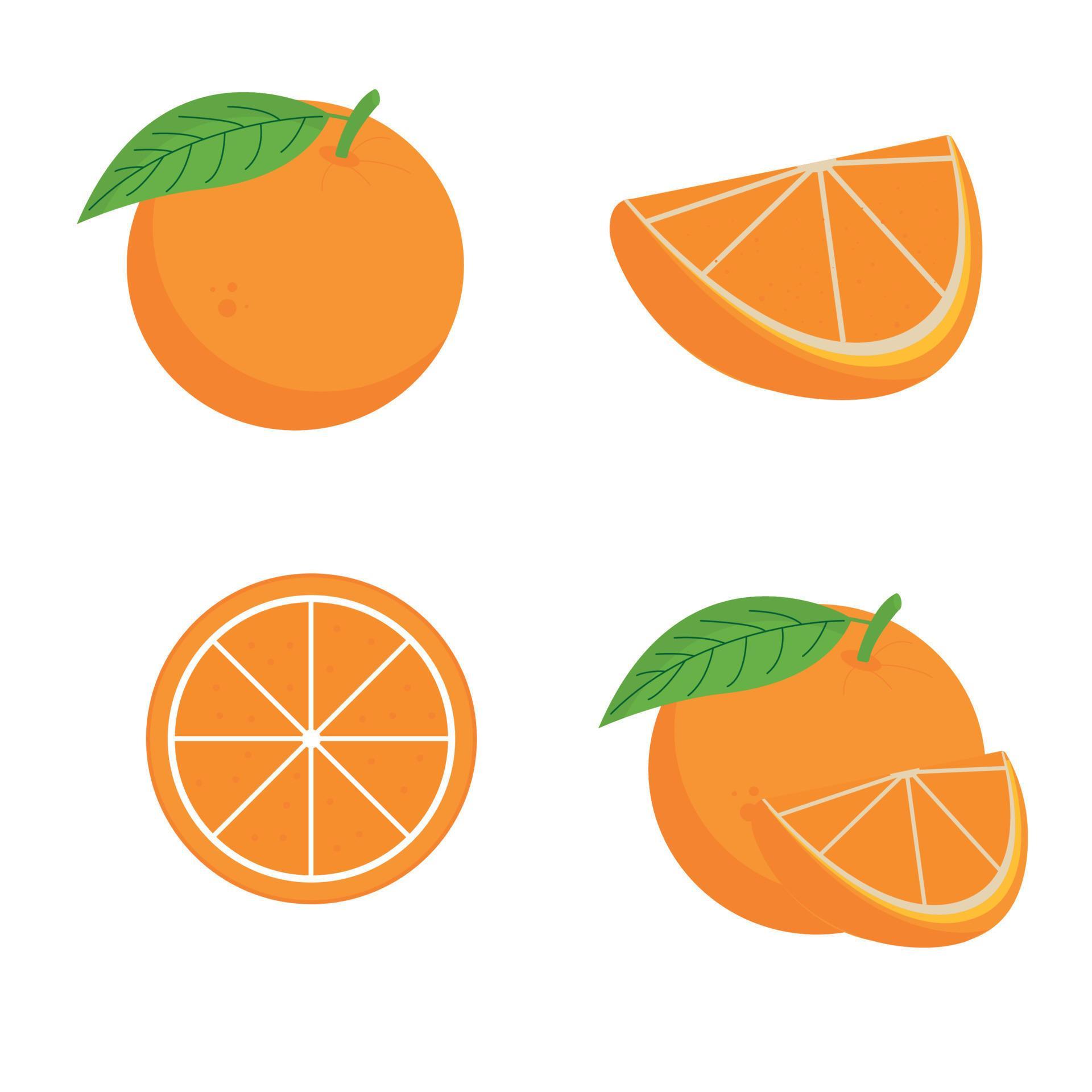 A set of different oranges, whole and cut 13388054 Vector Art at Vecteezy