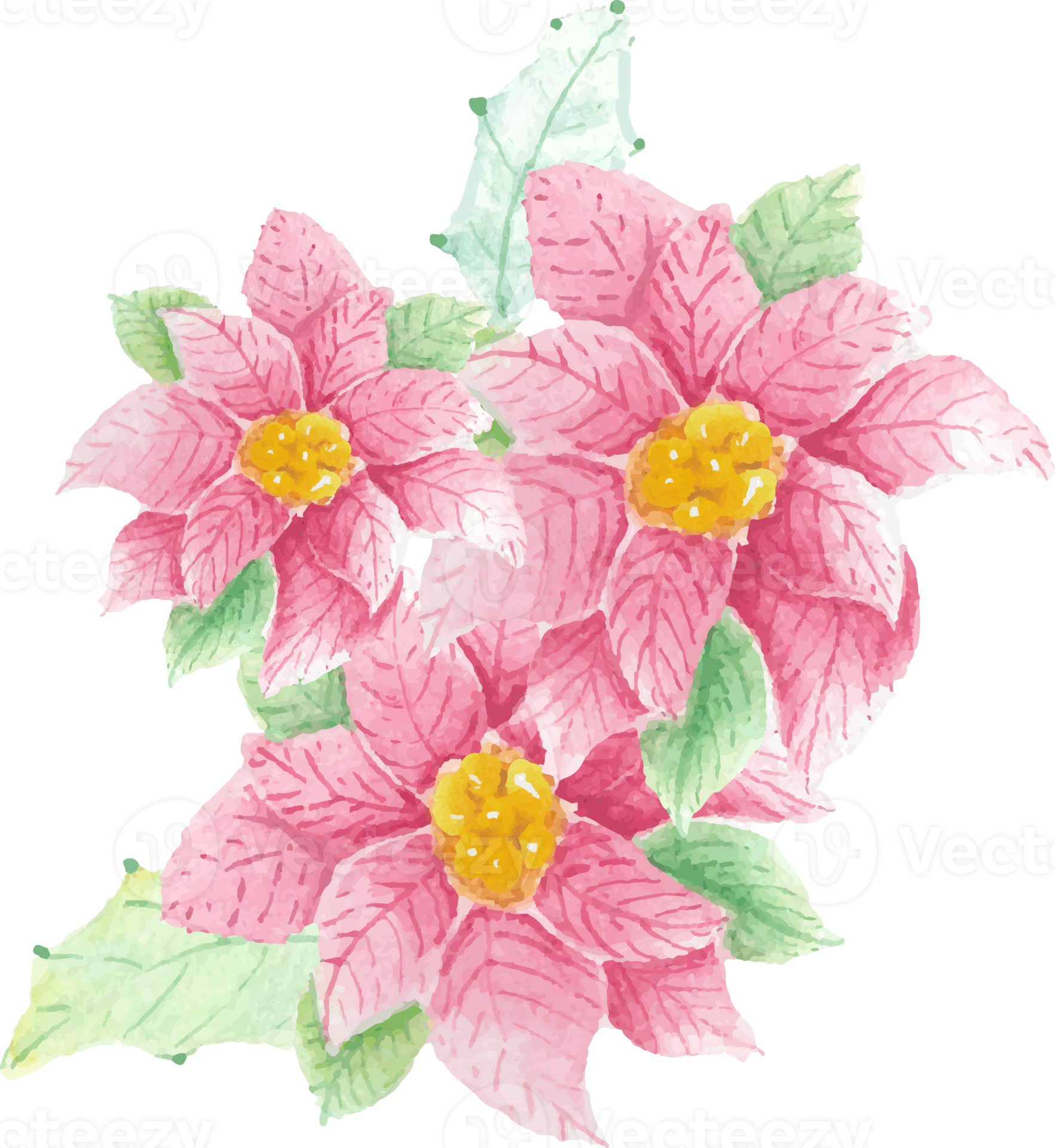 Free Watercolor Christmas Poinsettia Flower Bouquet 13390881 Png With